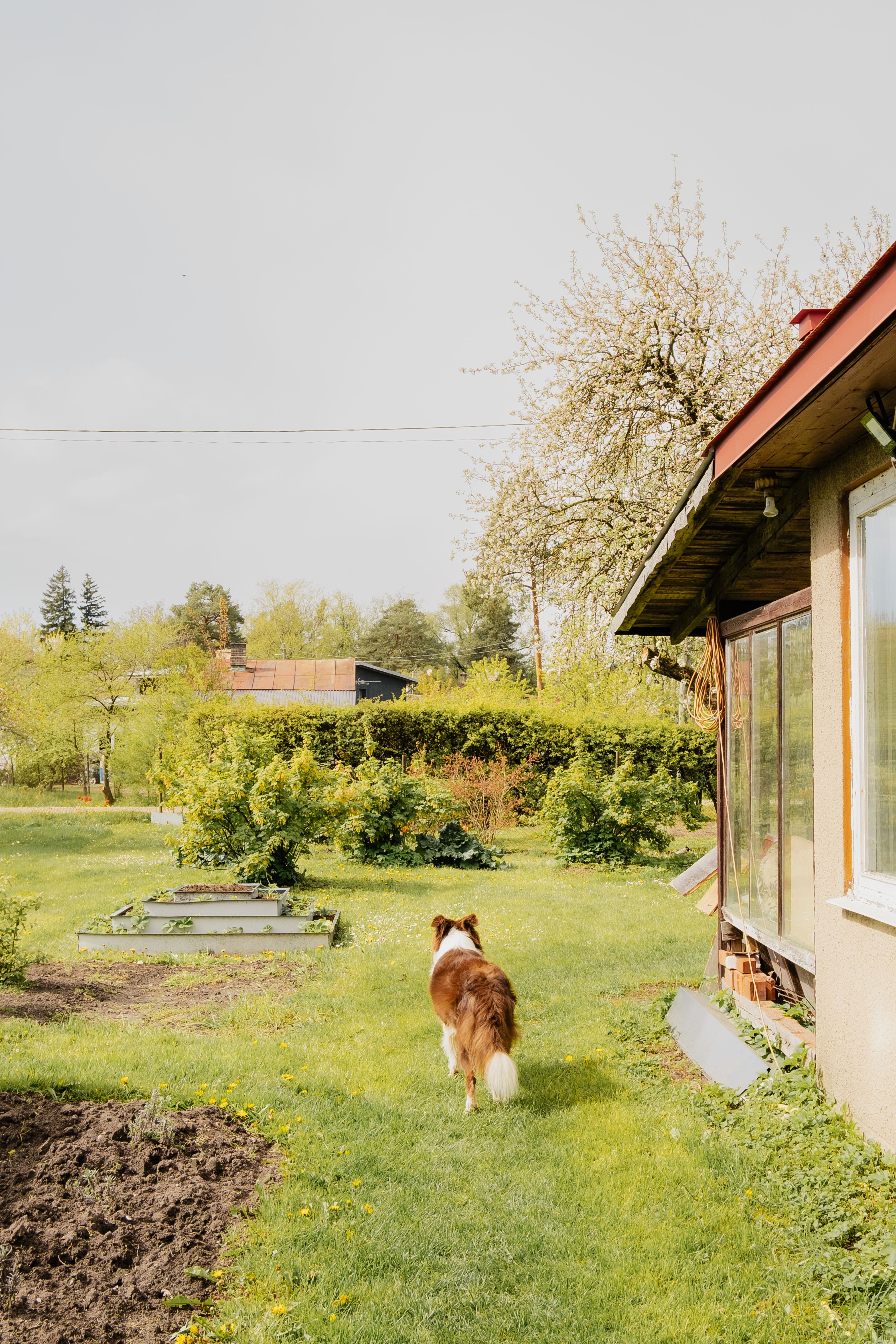 Country House With Pets Photos, Download The BEST Free Country House ...