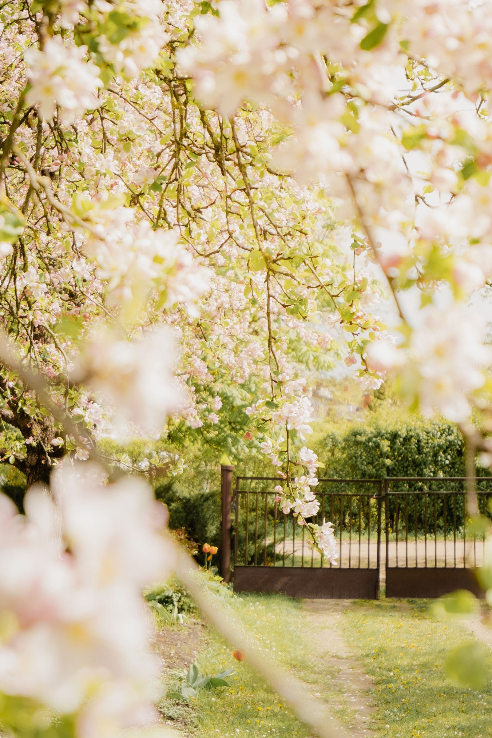 Zoom Backgrounds Spring Season Photos, Download The BEST Free Zoom ...