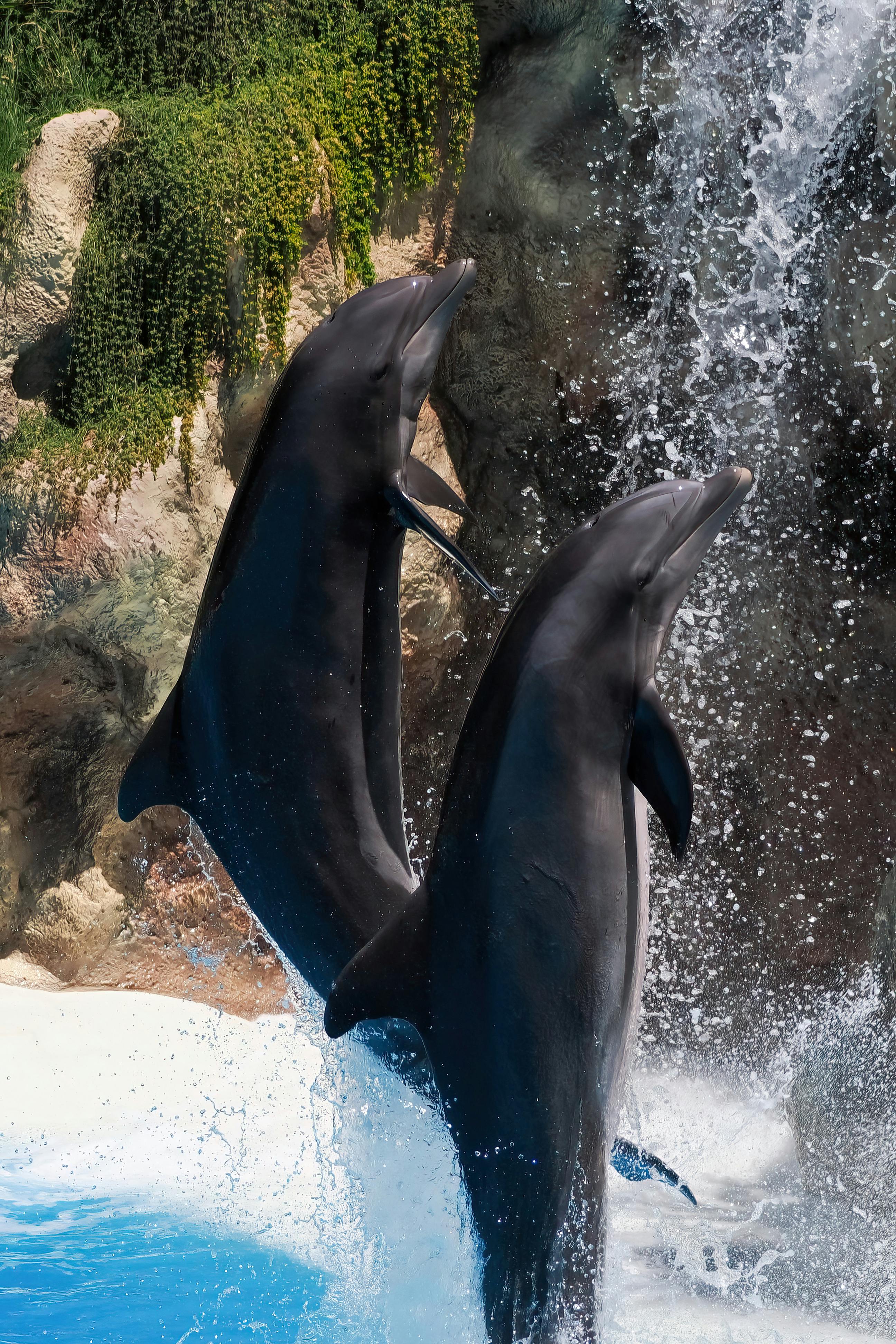 Top View of Dolphins Swimming in Water · Free Stock Photo