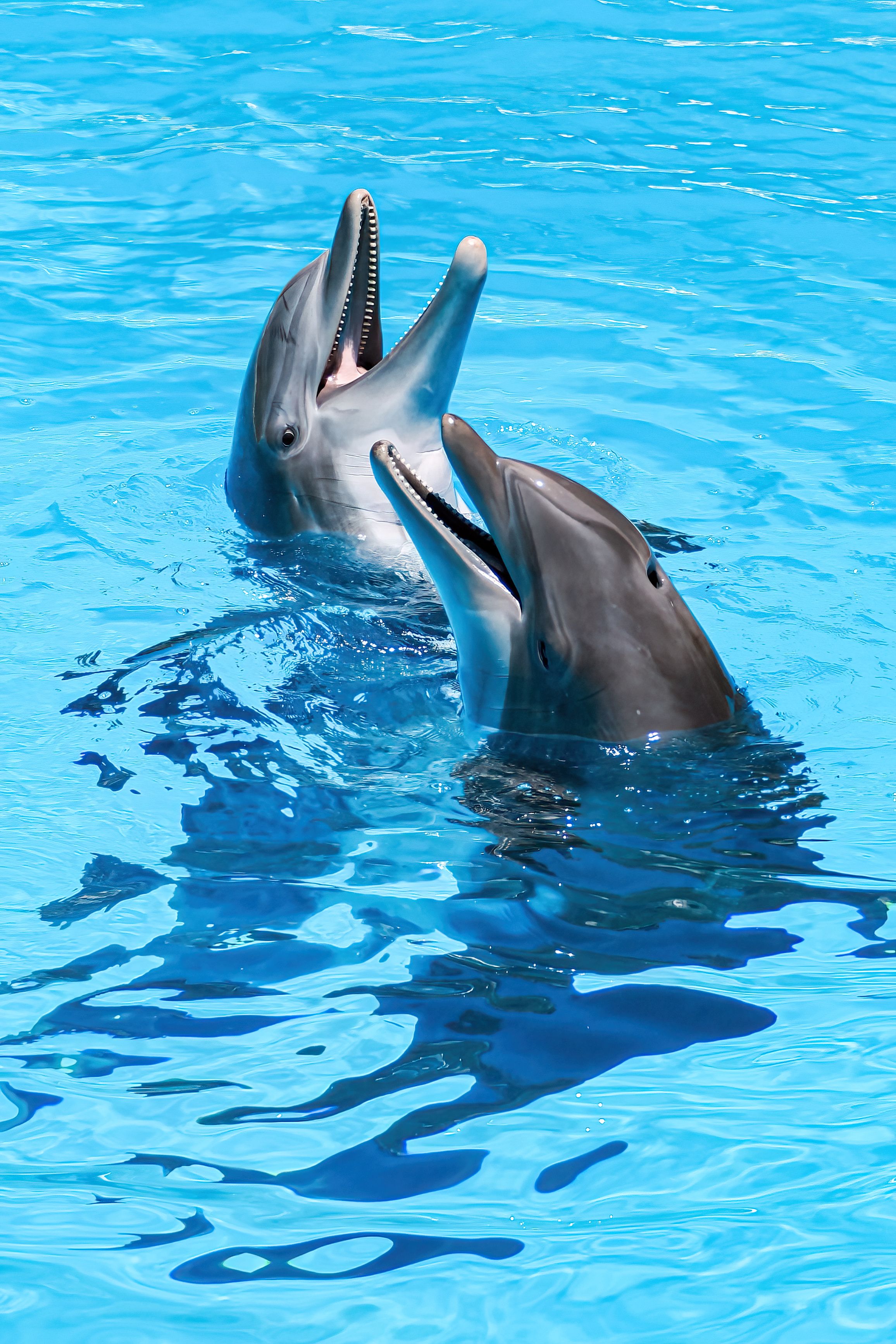 Dolphin Outline Photos, Download The BEST Free Dolphin Outline Stock ...
