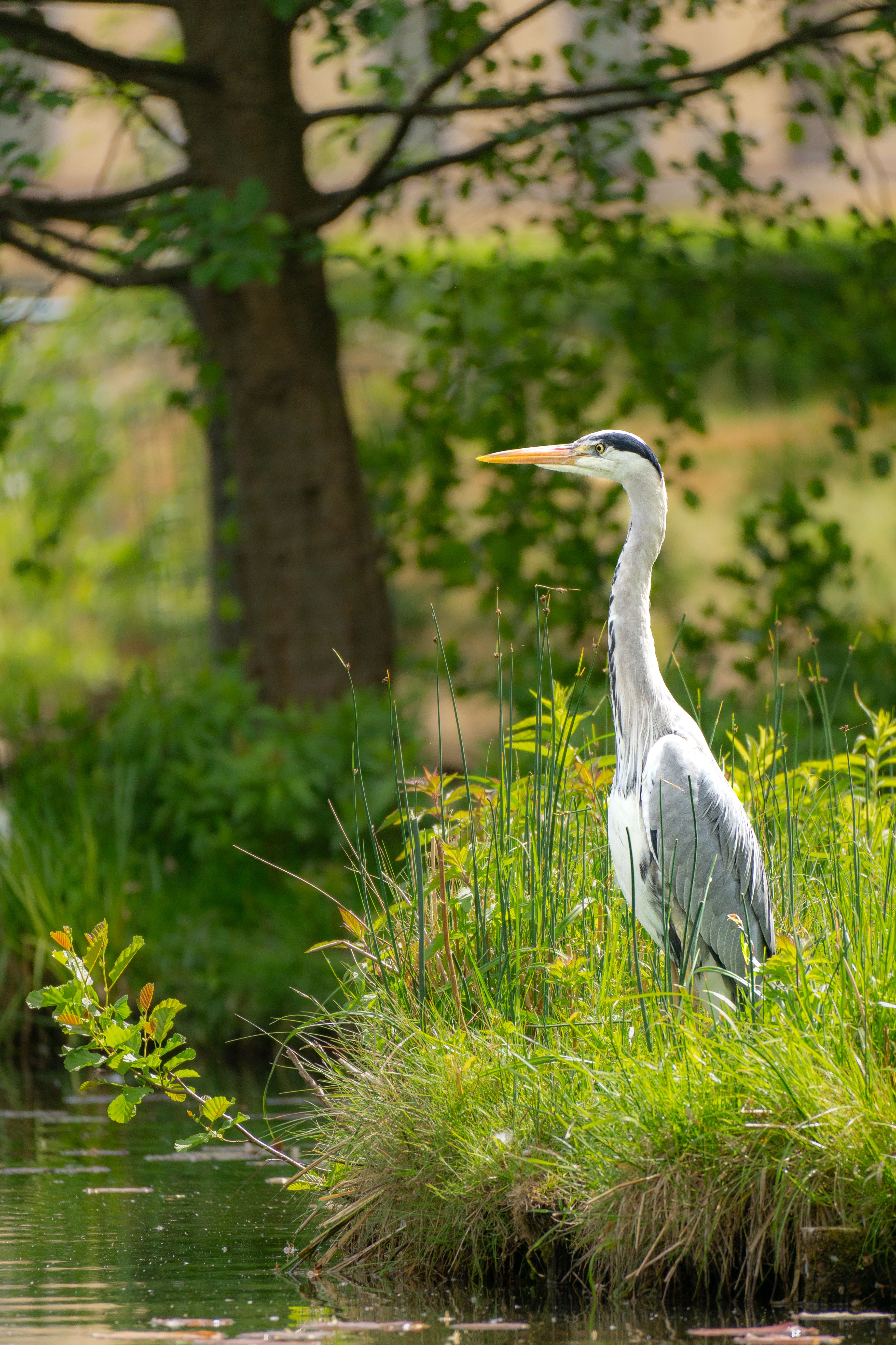 View Of Bird Photos, Download The BEST Free View Of Bird Stock Photos ...