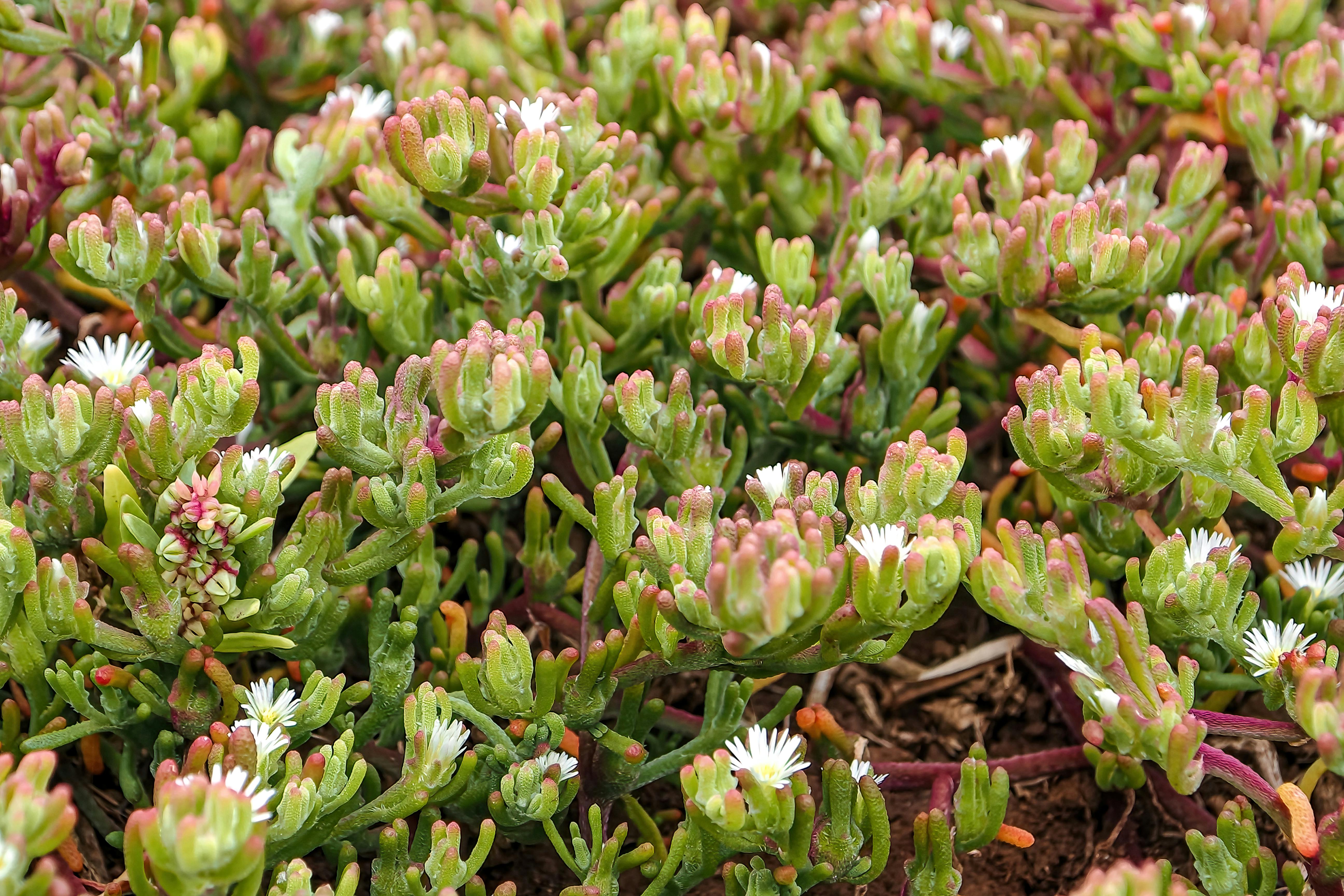 How fast does ice plant spread and grow in gardens?