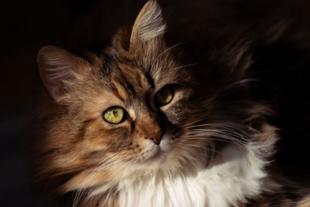 Cat Images Photos, Download The BEST Free Cat Images Stock Photos & HD ...