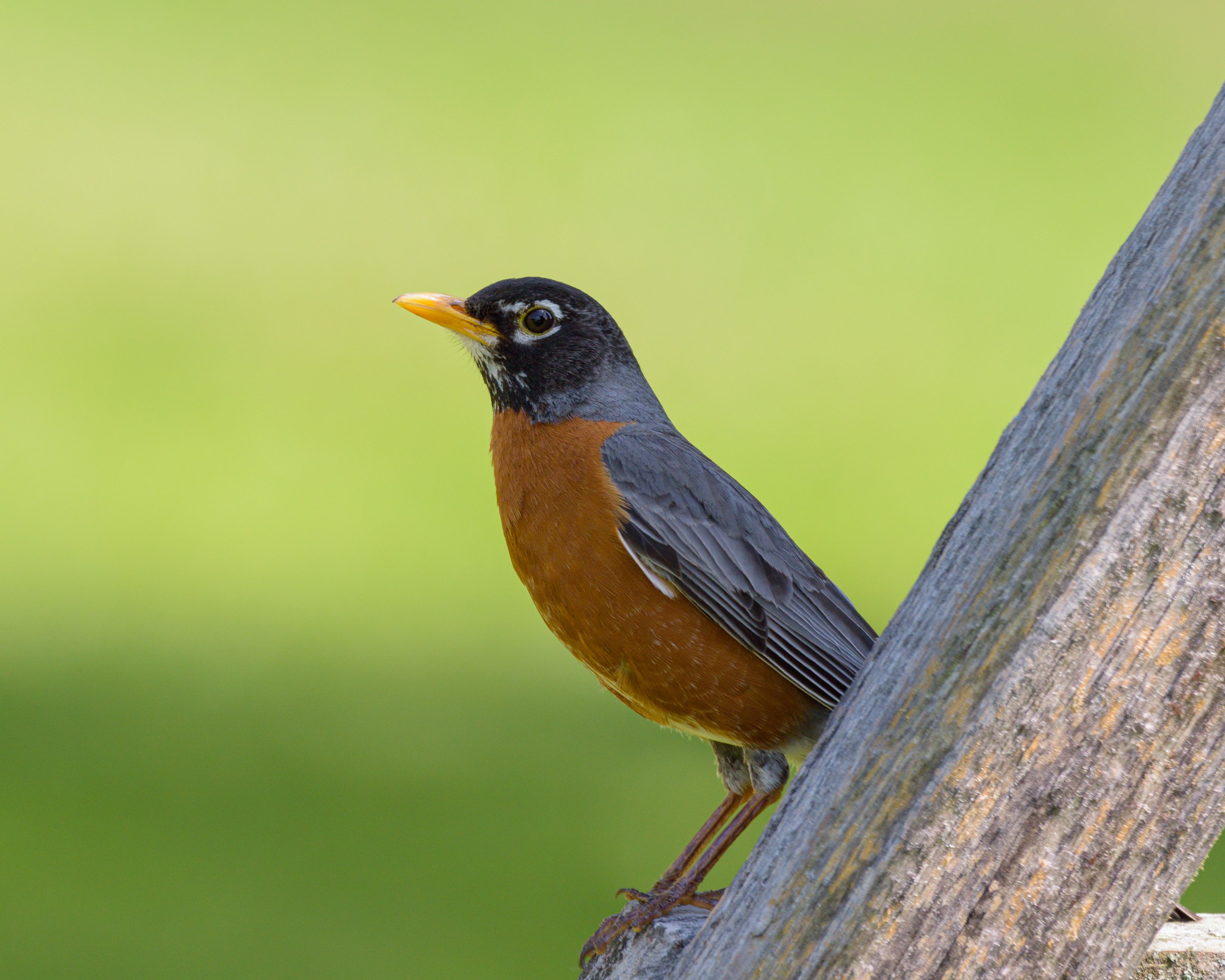 Birdwatching Photos, Download The BEST Free Birdwatching Stock Photos ...