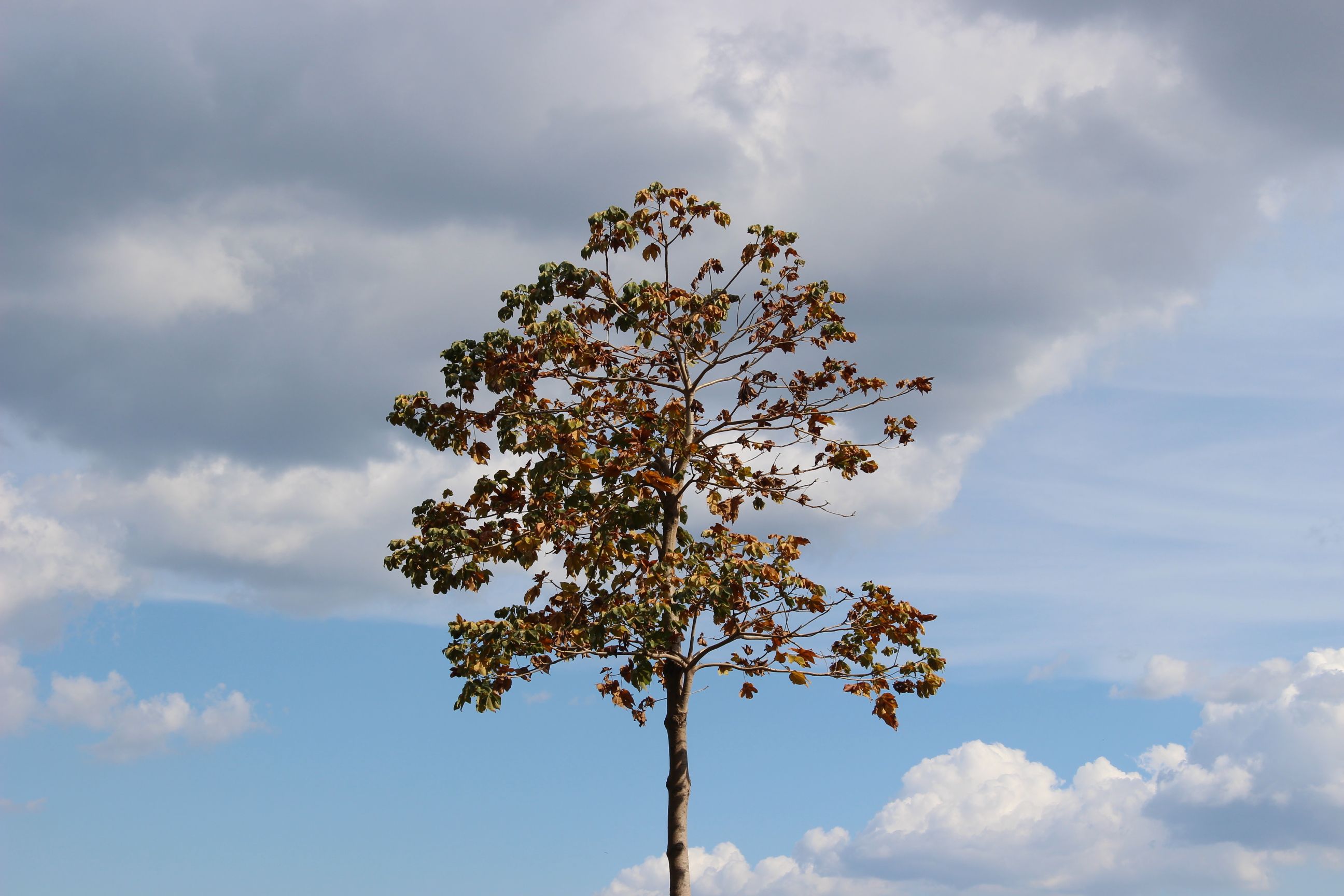 Single Tree Against Cloudy Blue Sky · Free Stock Photo