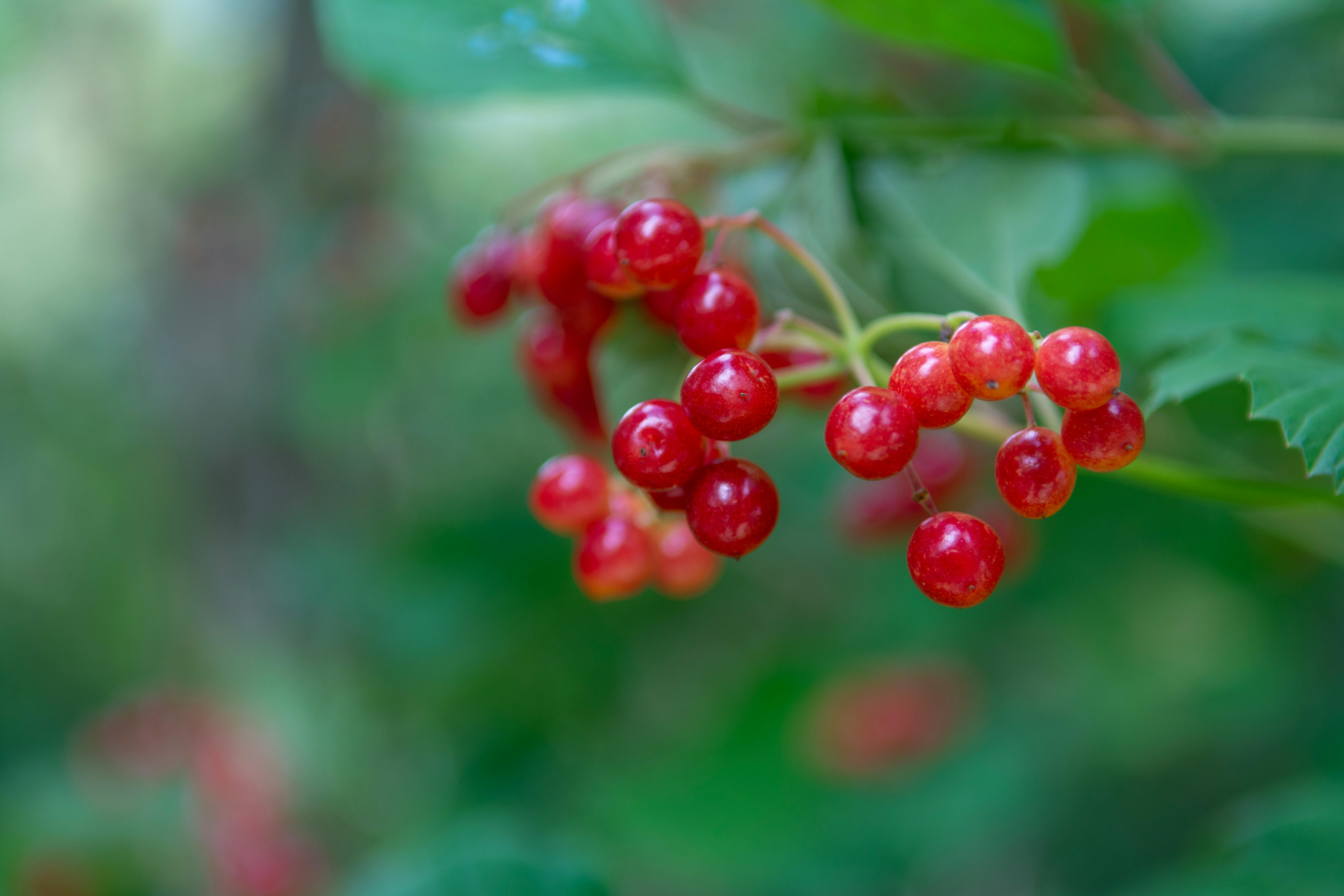 Close-up of Vibrant Red Berries on Bush · Free Stock Photo