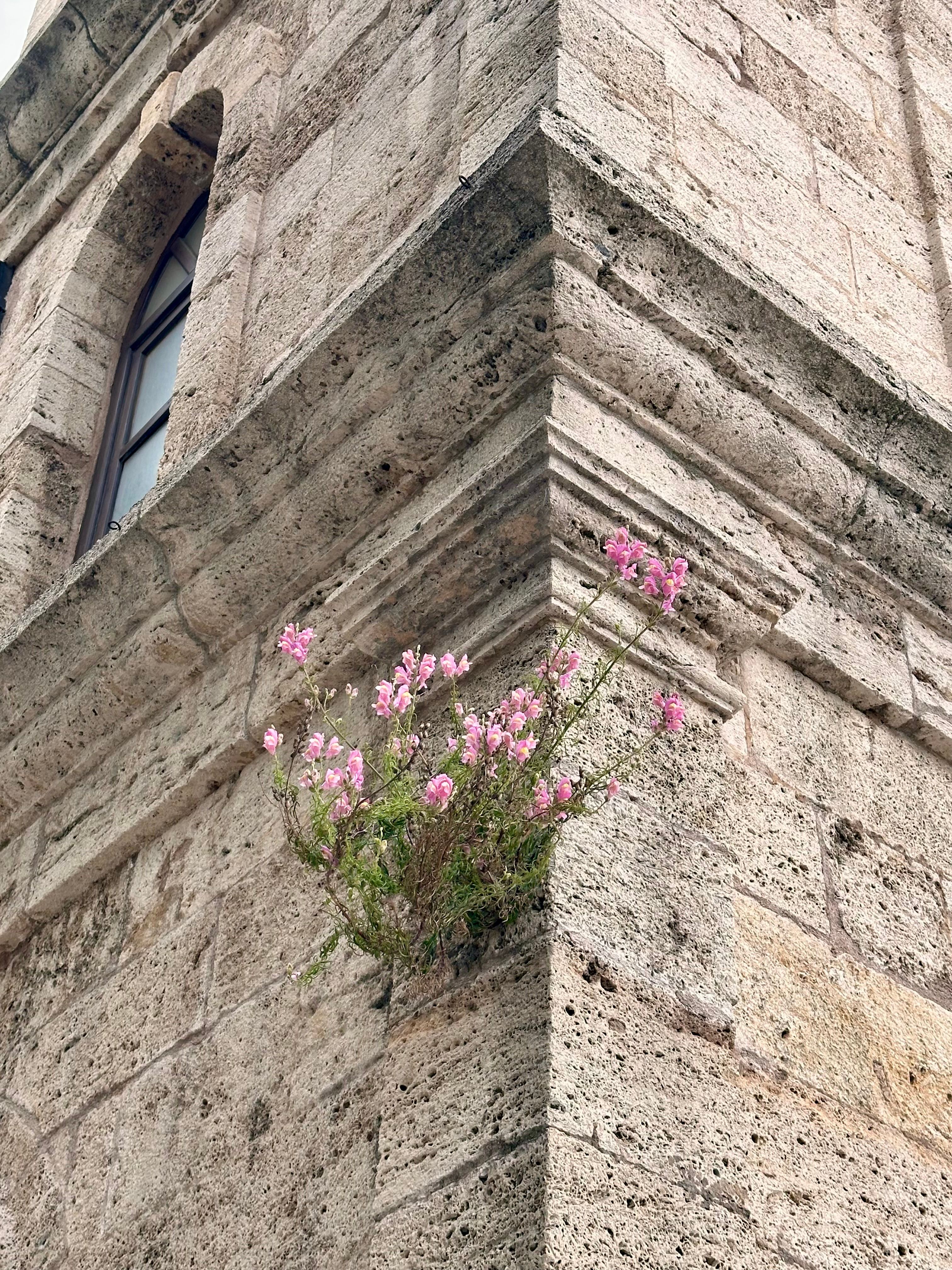 Pink Flowers Growing from Historic Wall in Istanbul · Free Stock Photo