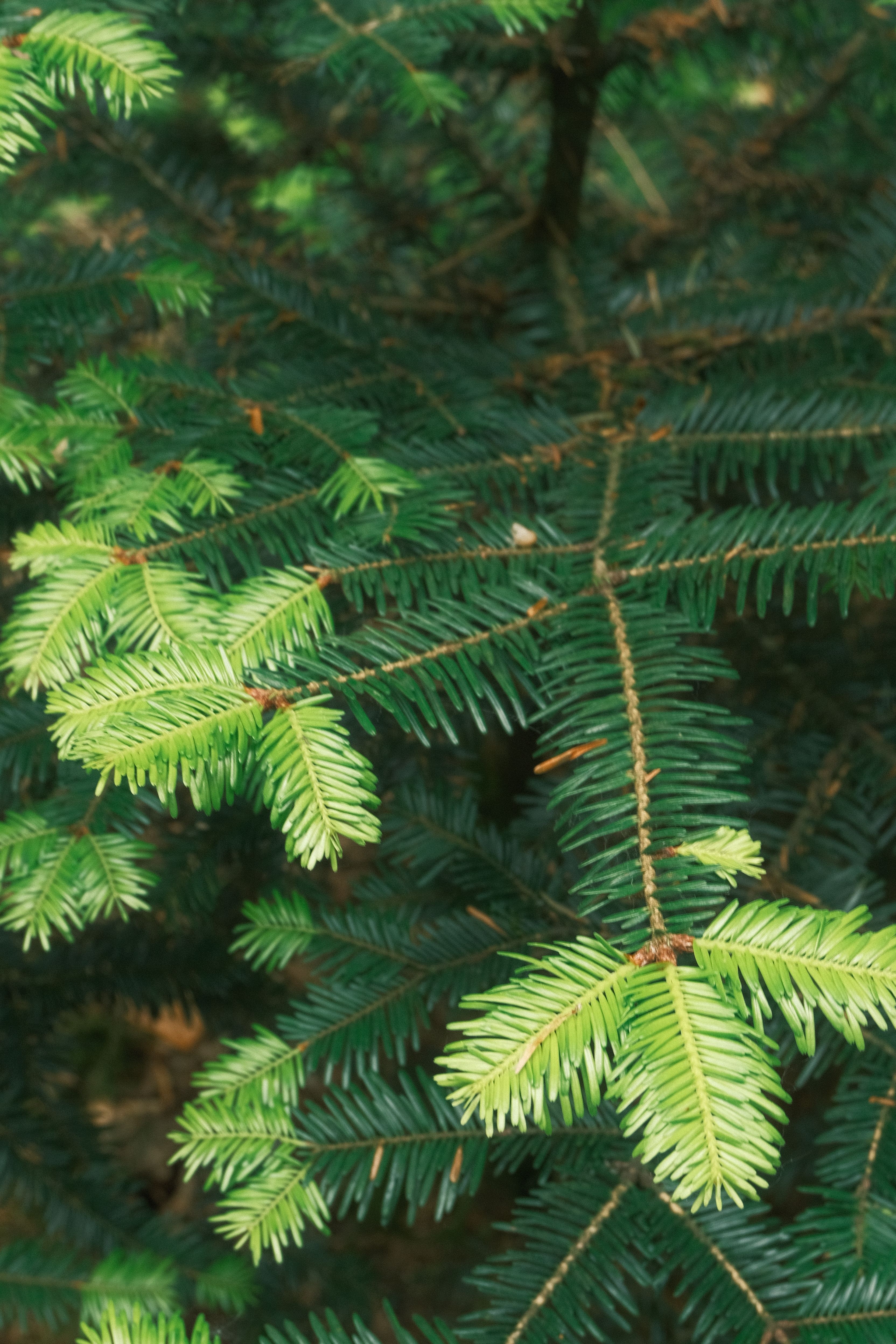Close-up of Evergreen Spruce Branches in Forest · Free Stock Photo
