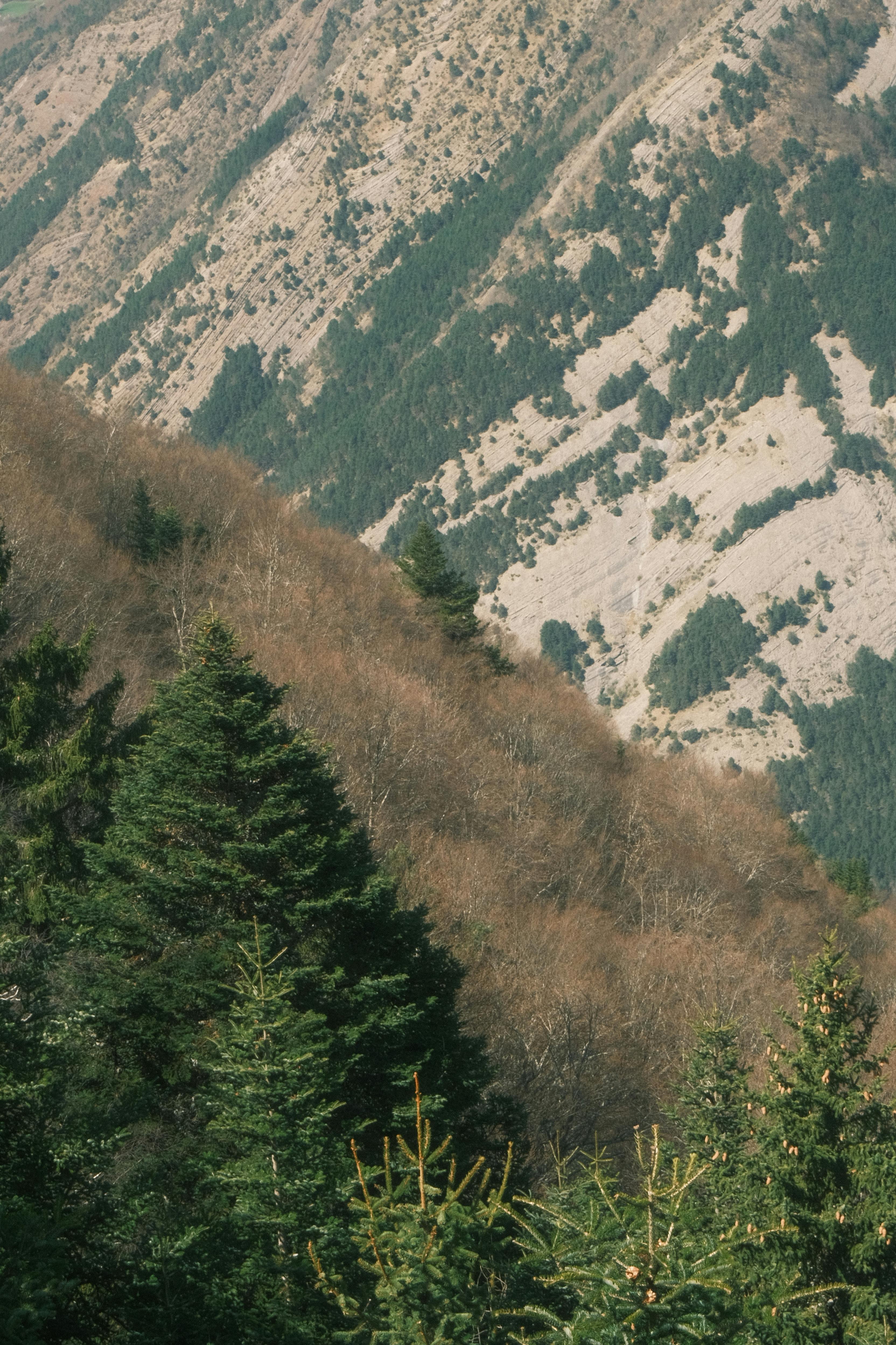 Scenic Mountain Forest View in Spring · Free Stock Photo