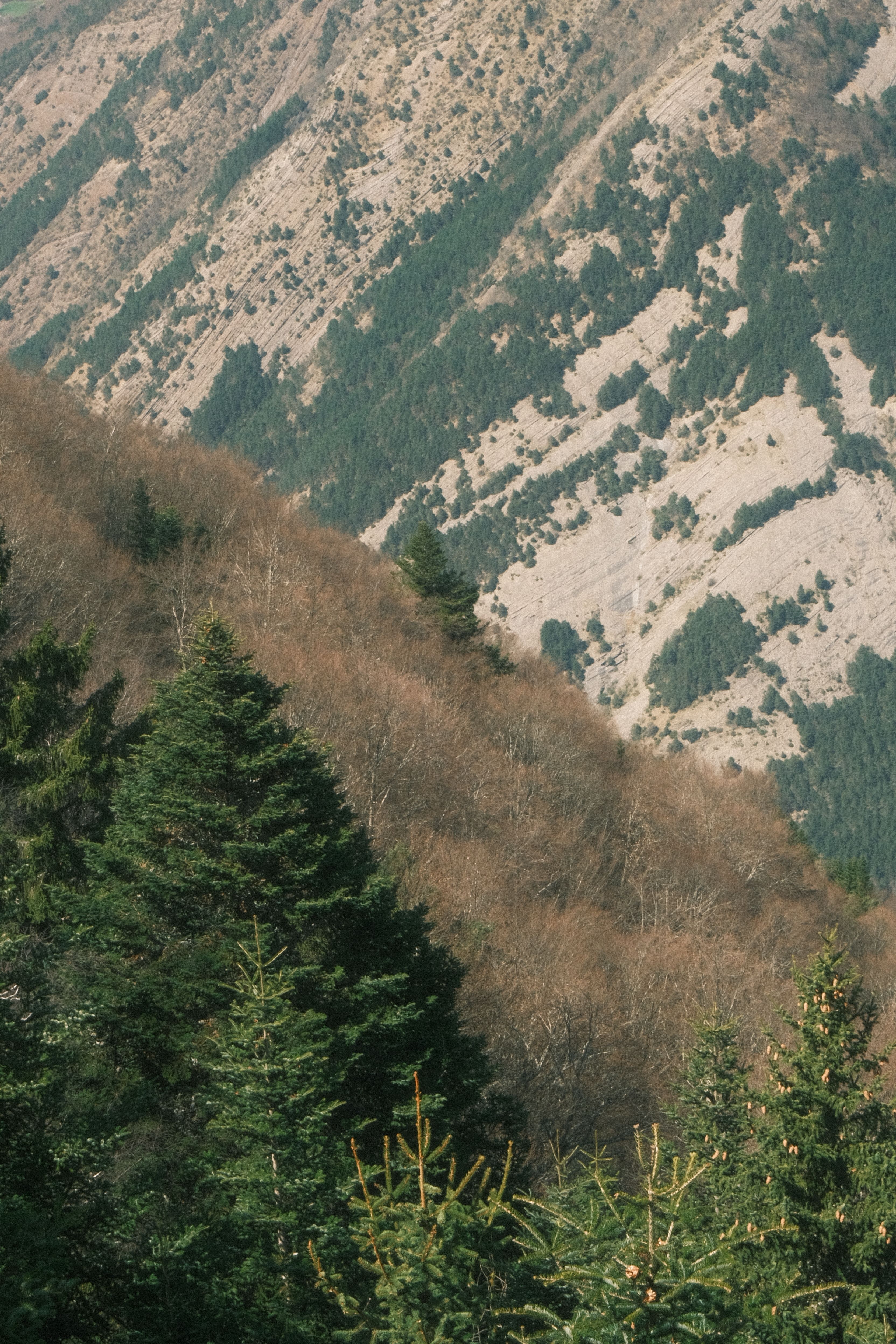 Scenic Mountain Forest View in Spring · Free Stock Photo