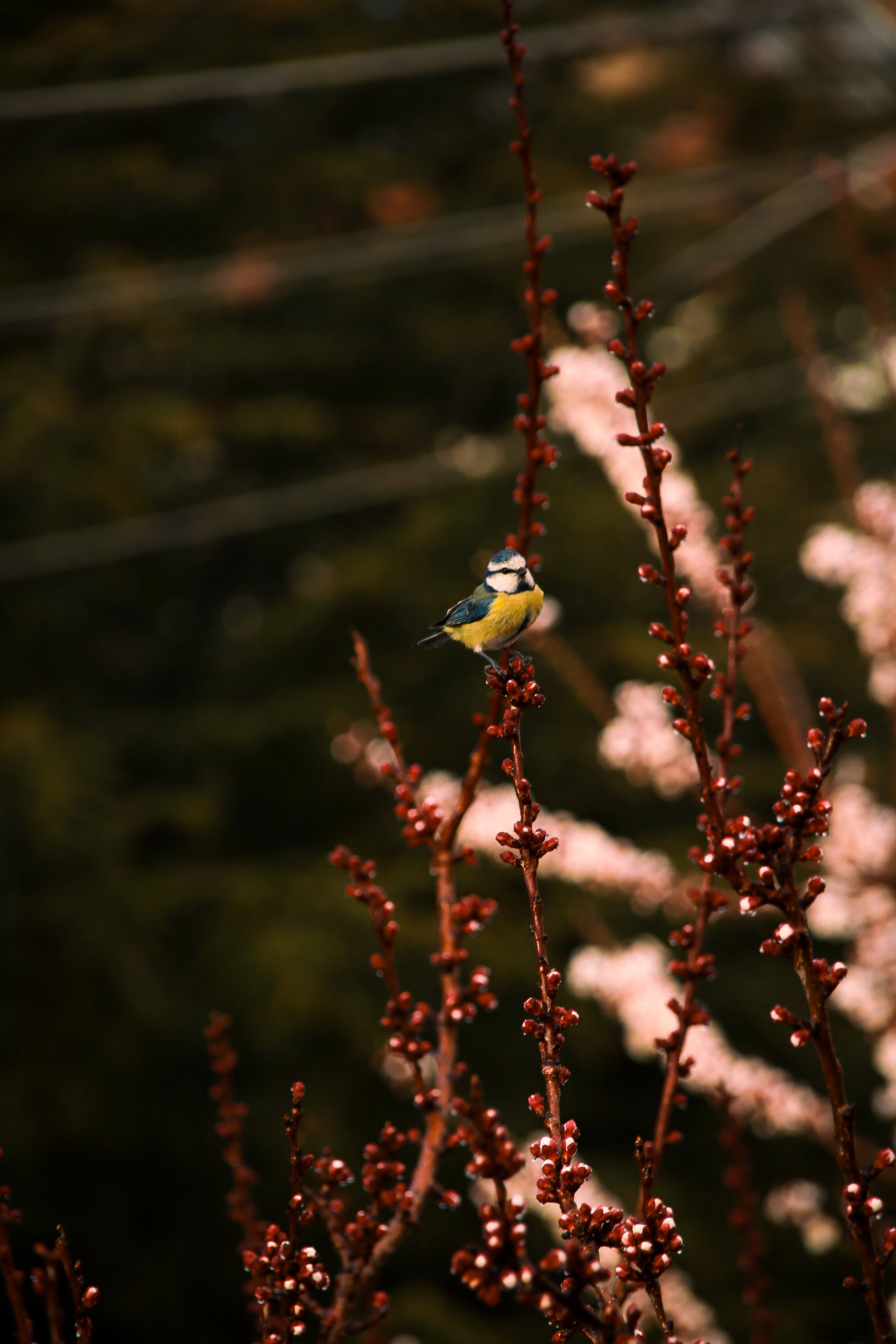 Birds In The Spring Photos, Download The BEST Free Birds In The Spring ...