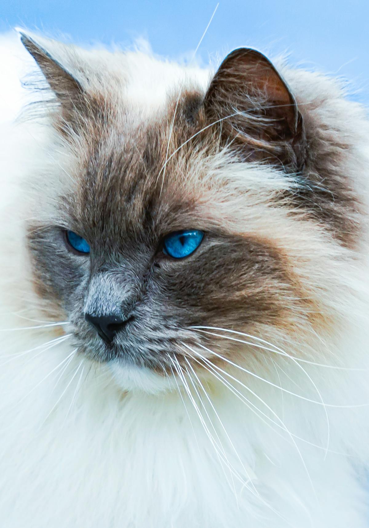 Flame Point Ragdoll Cat Photos, Download The BEST Free Flame Point ...