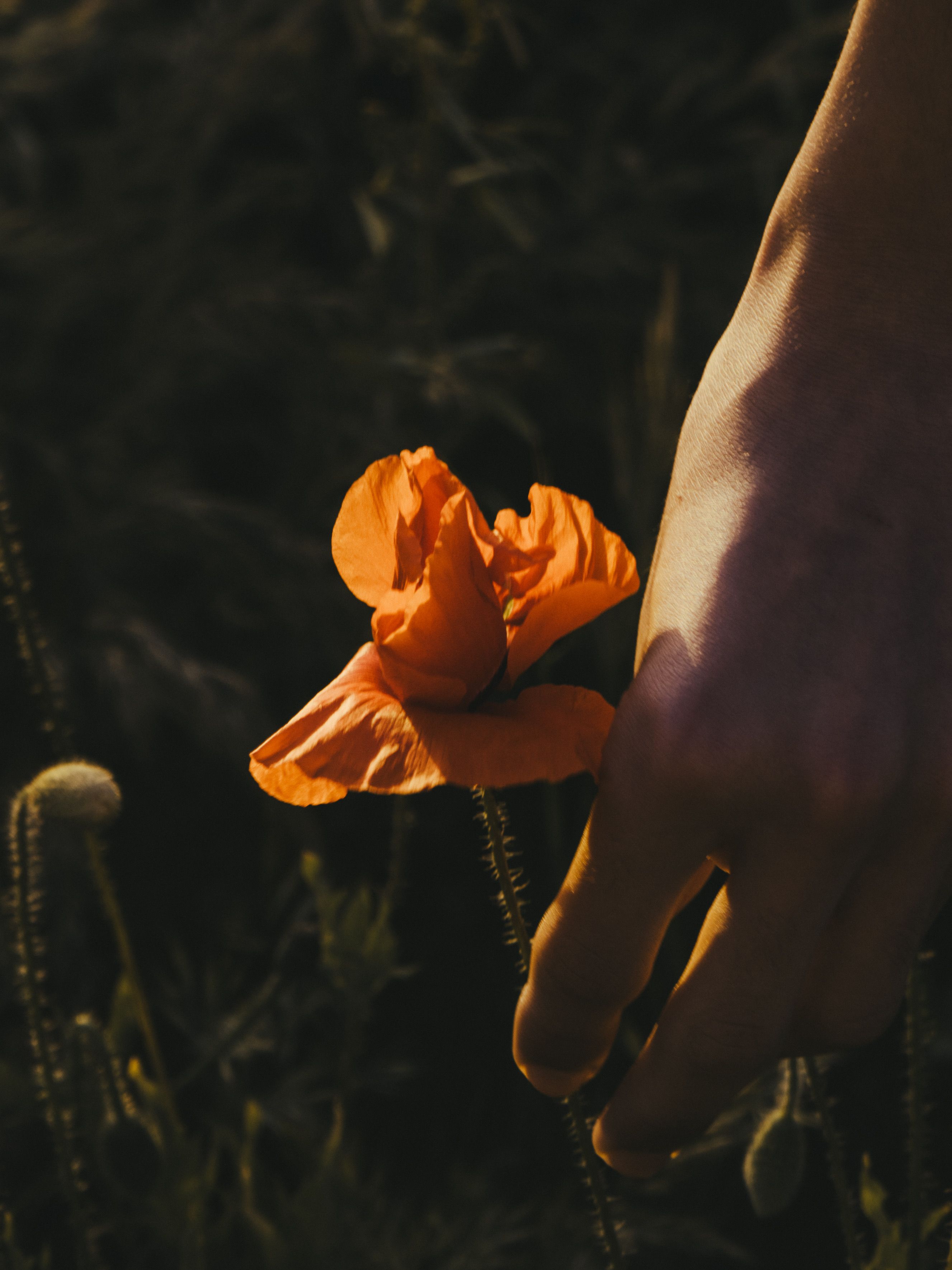Flower In Hand Photos, Download The BEST Free Flower In Hand Stock ...