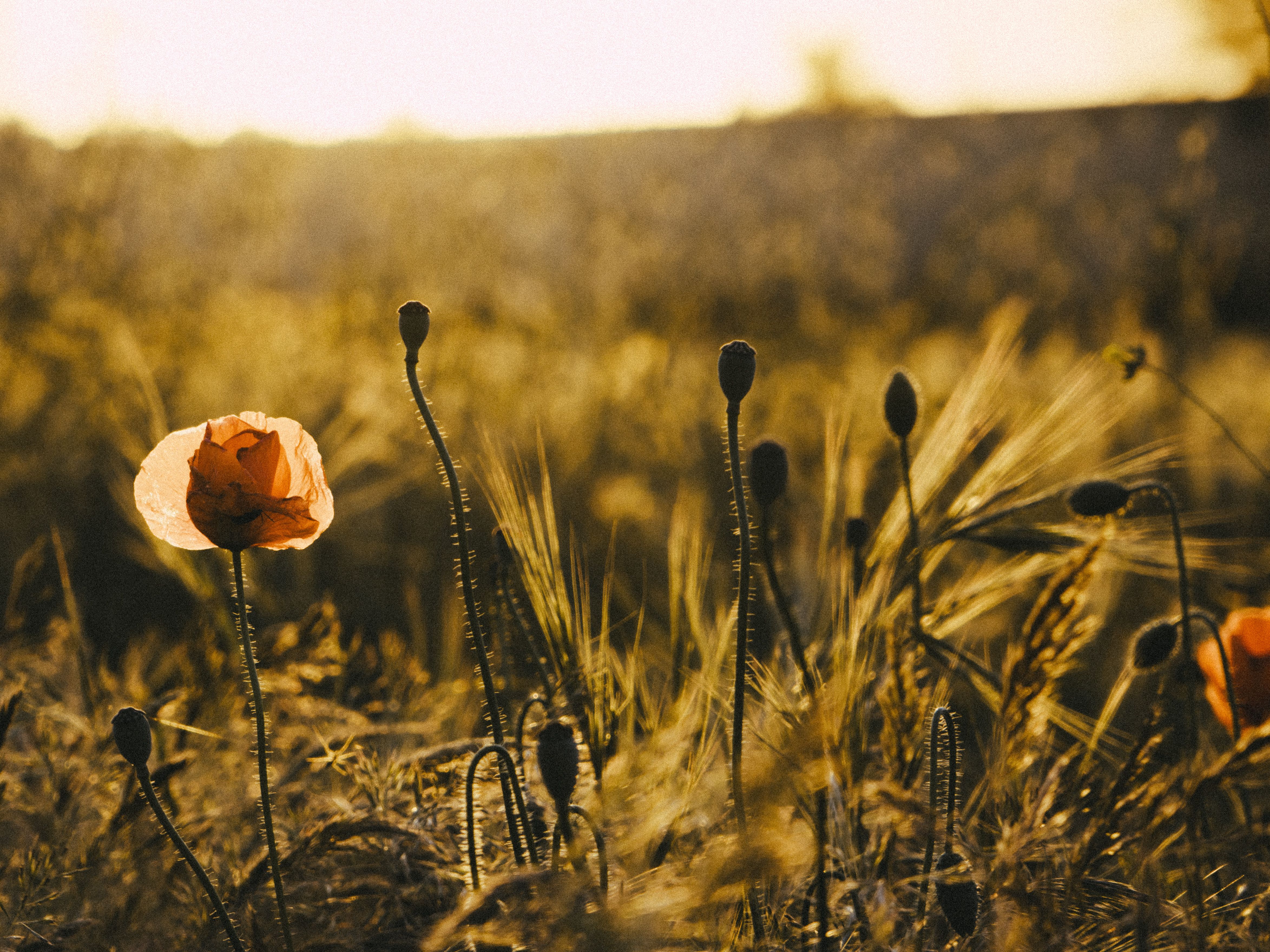 Poppies Ttf Photos, Download The BEST Free Poppies Ttf Stock Photos ...
