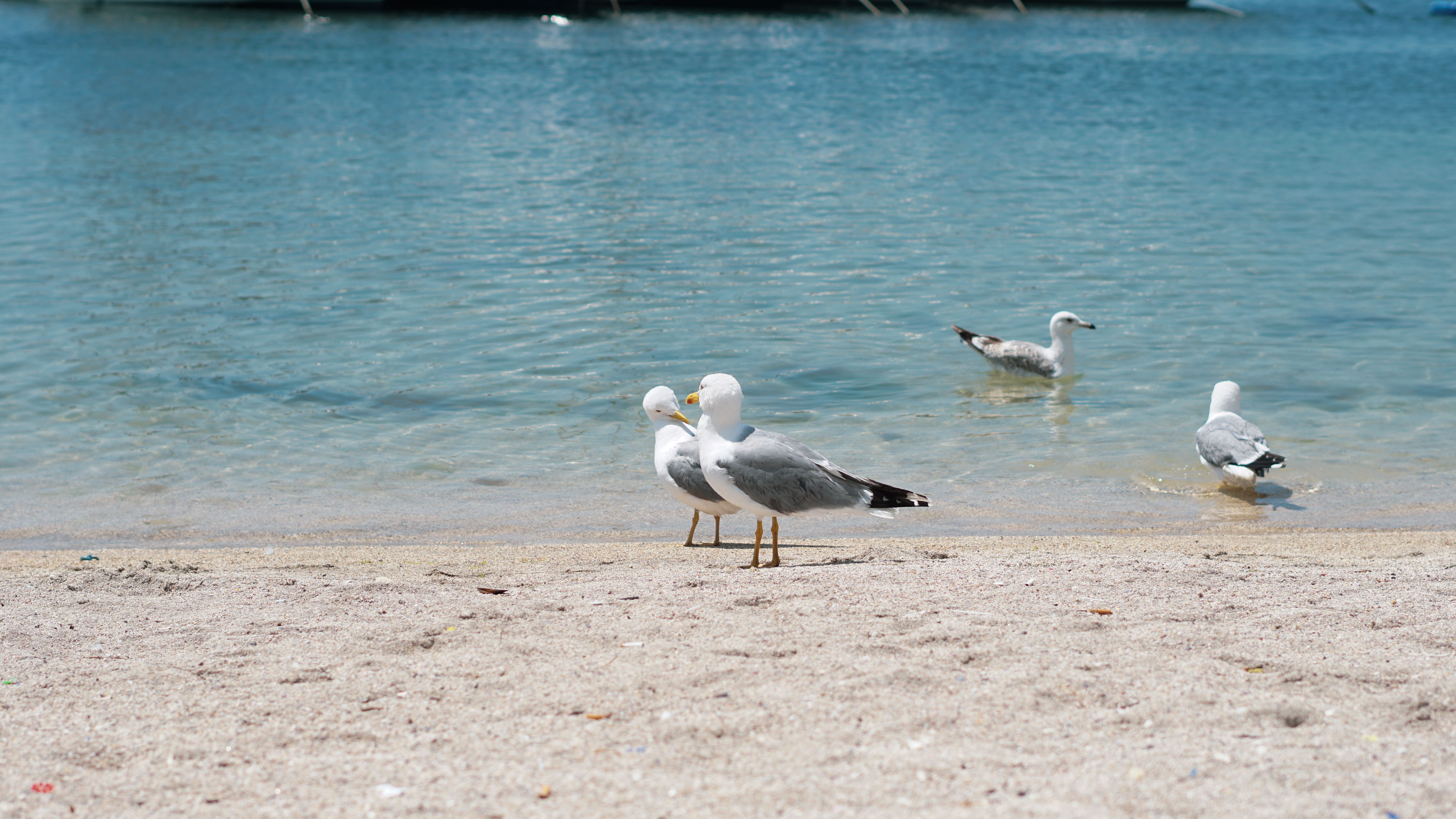 Seagull on sandy shore near ocean · Free Stock Photo