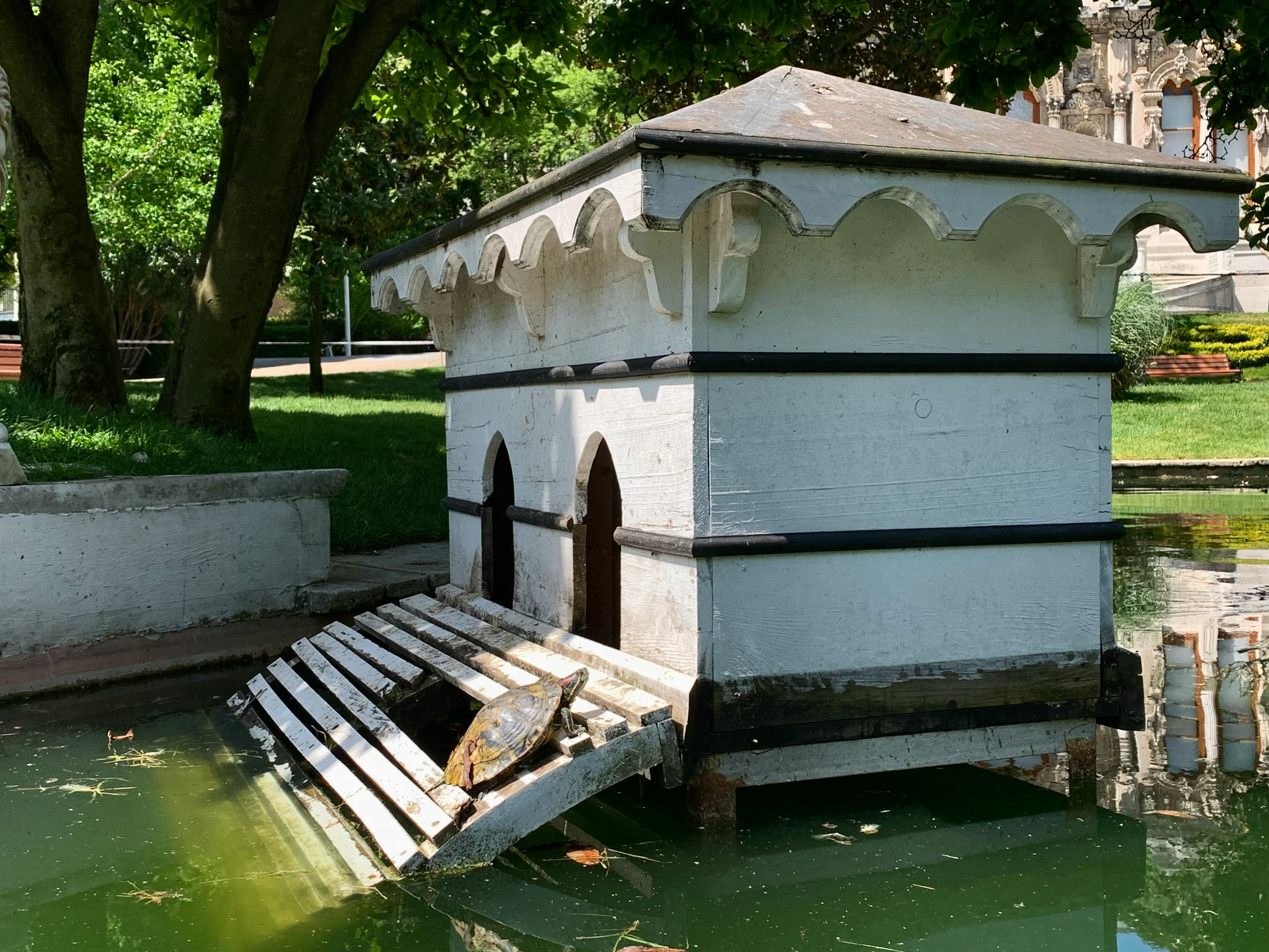 Turtle House Photos, Download The BEST Free Turtle House Stock Photos ...