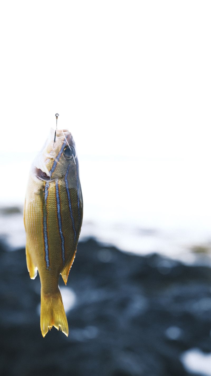 Ocean Fish Photos, Download The BEST Free Ocean Fish Stock Photos & HD ...