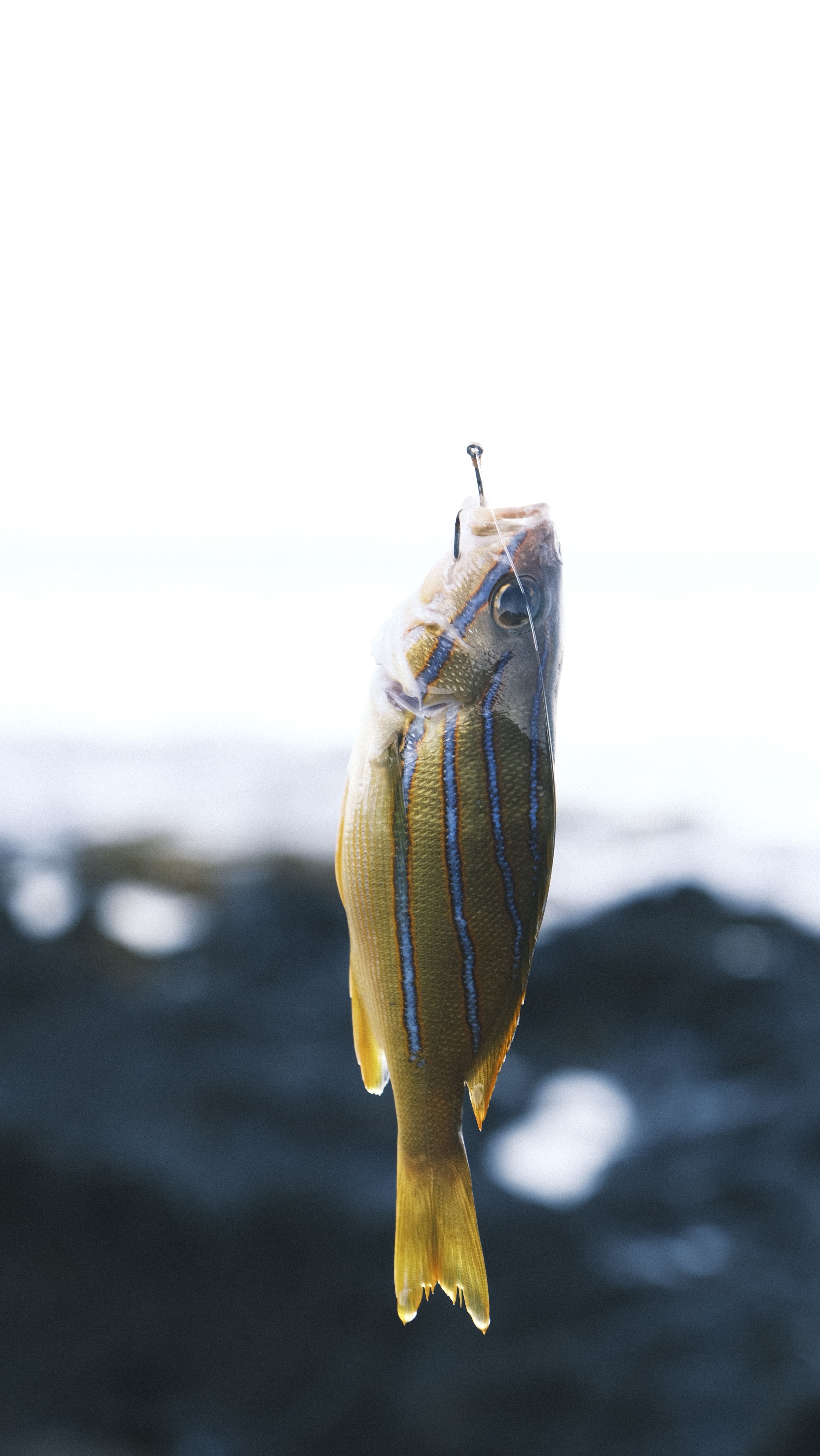 Freshly Caught Fish Hanging on a Hook Outdoors · Free Stock Photo