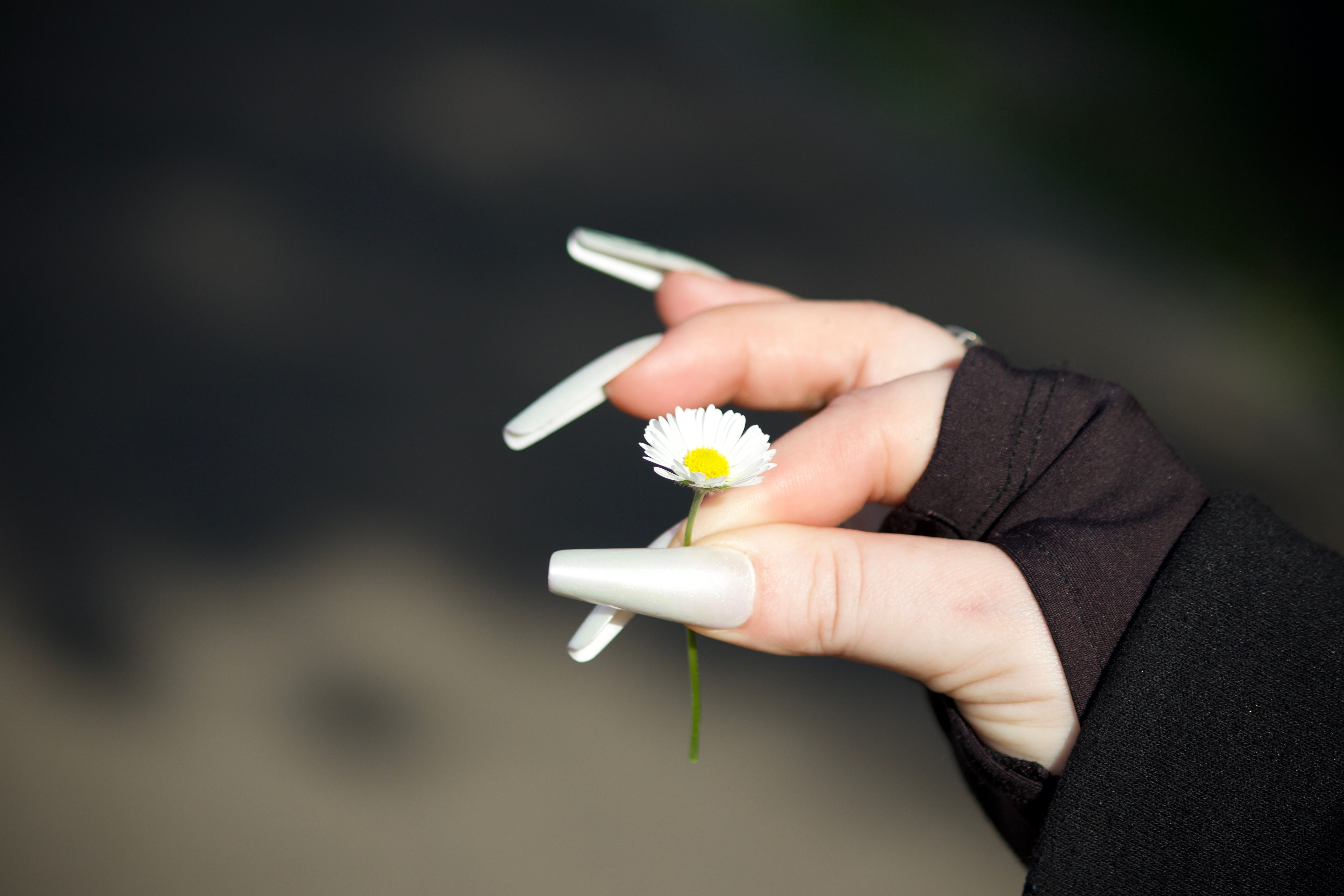 Manicures Photos, Download The BEST Free Manicures Stock Photos & HD Images