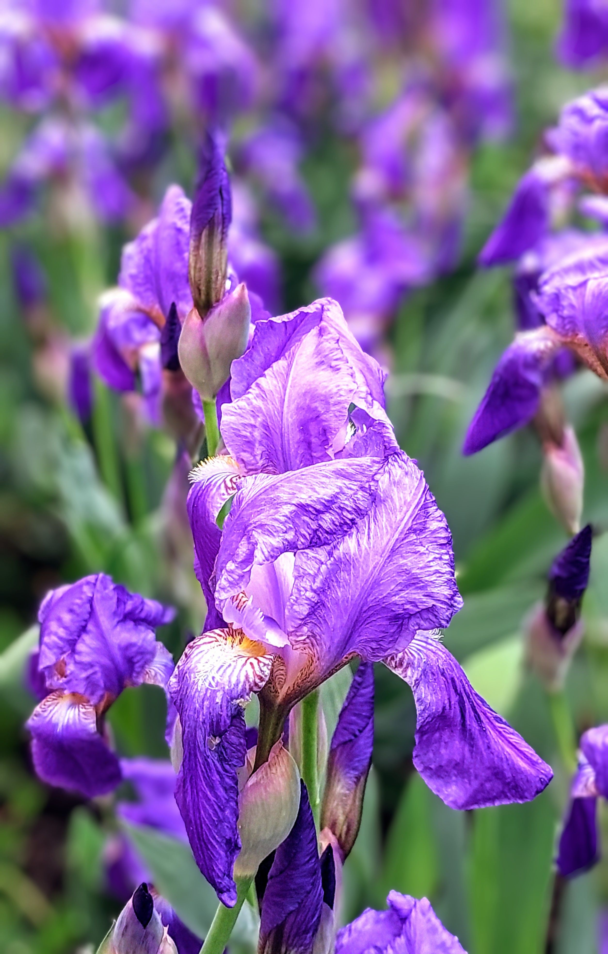 Algerian Iris Flower in Close-Up Photography · Free Stock Photo