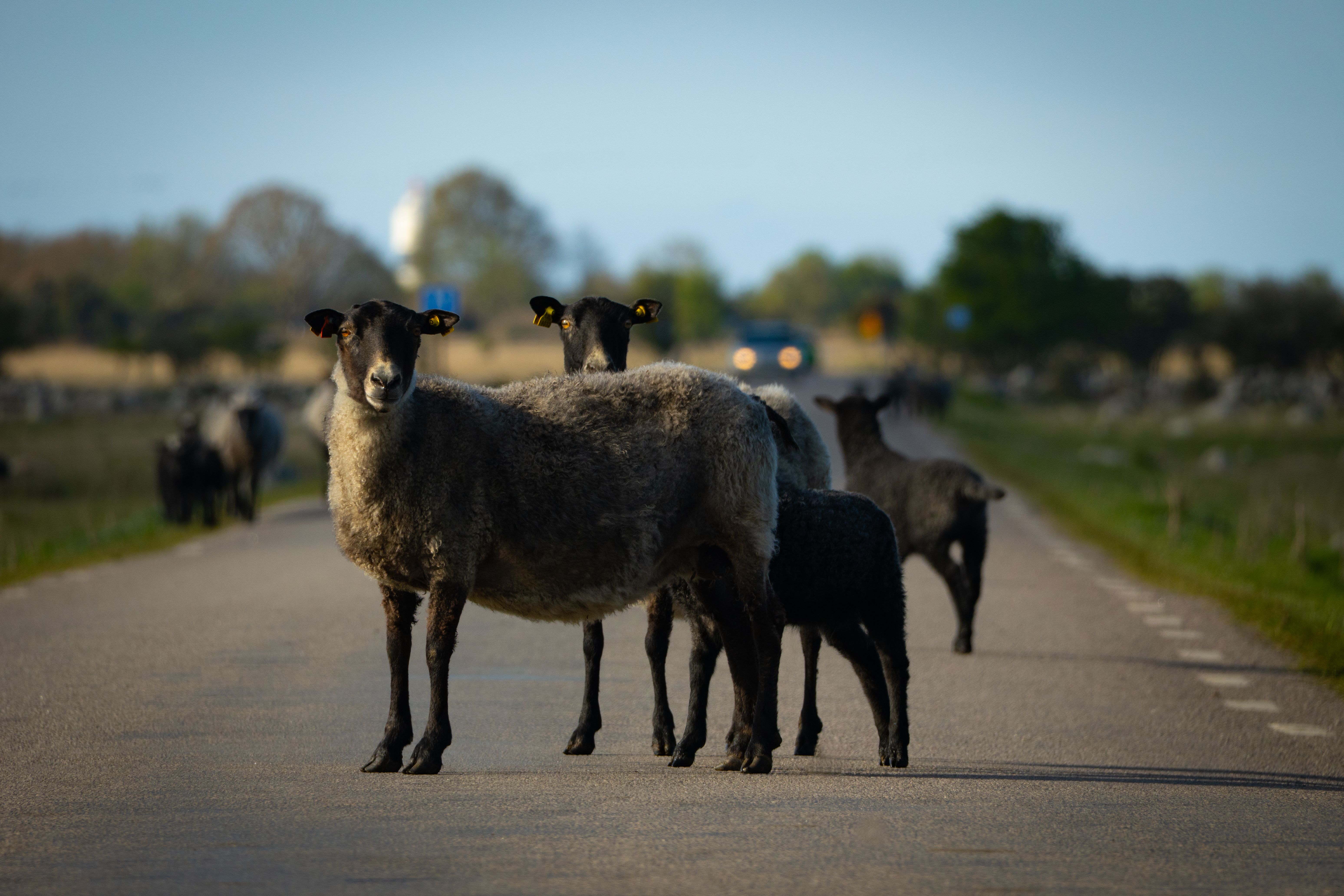 Grupo De Ovejas Negras En Una Carretera Rural Durante El Día · Foto de ...