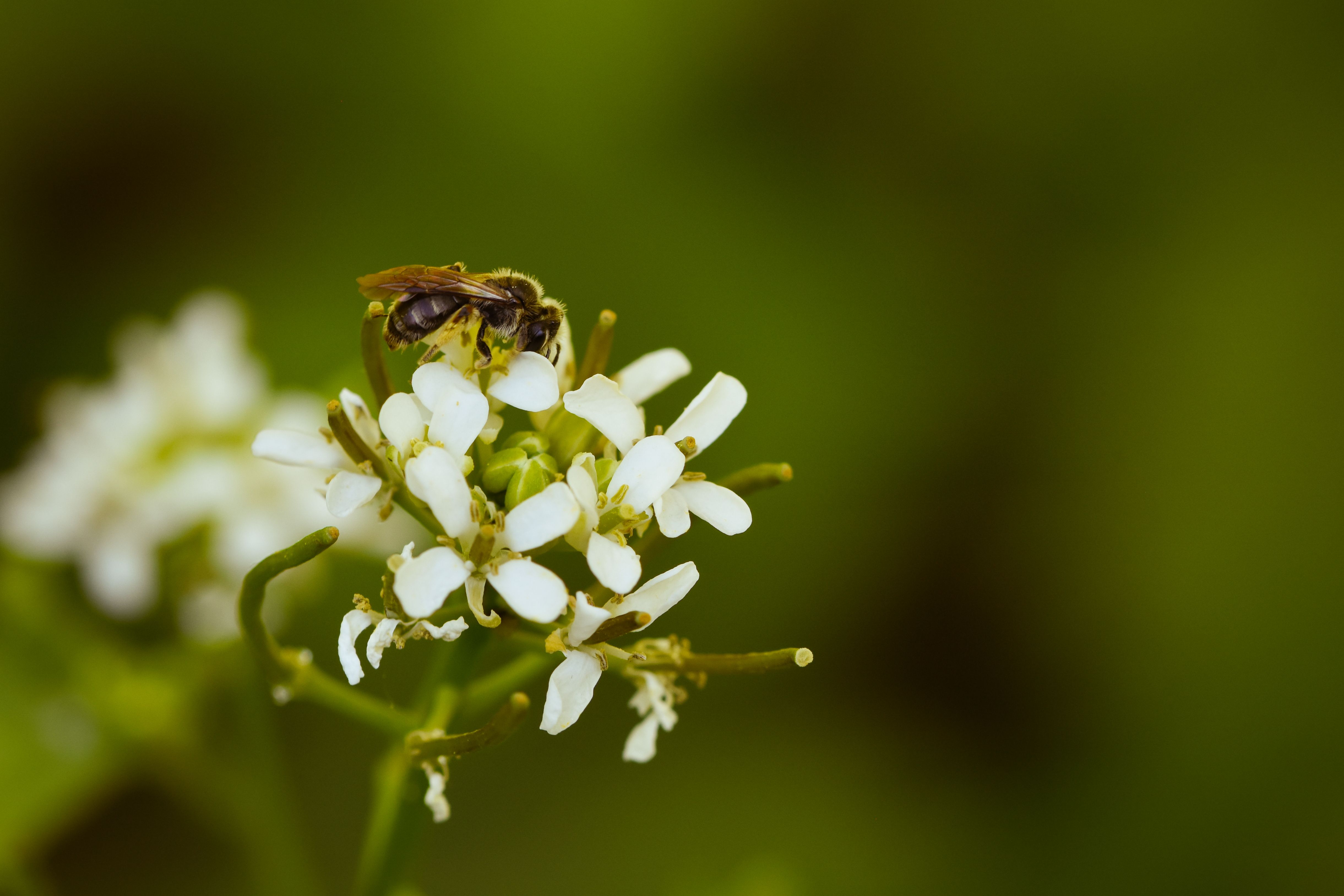 Close-up Macro of Bee Pollinating White Flowers · Free Stock Photo