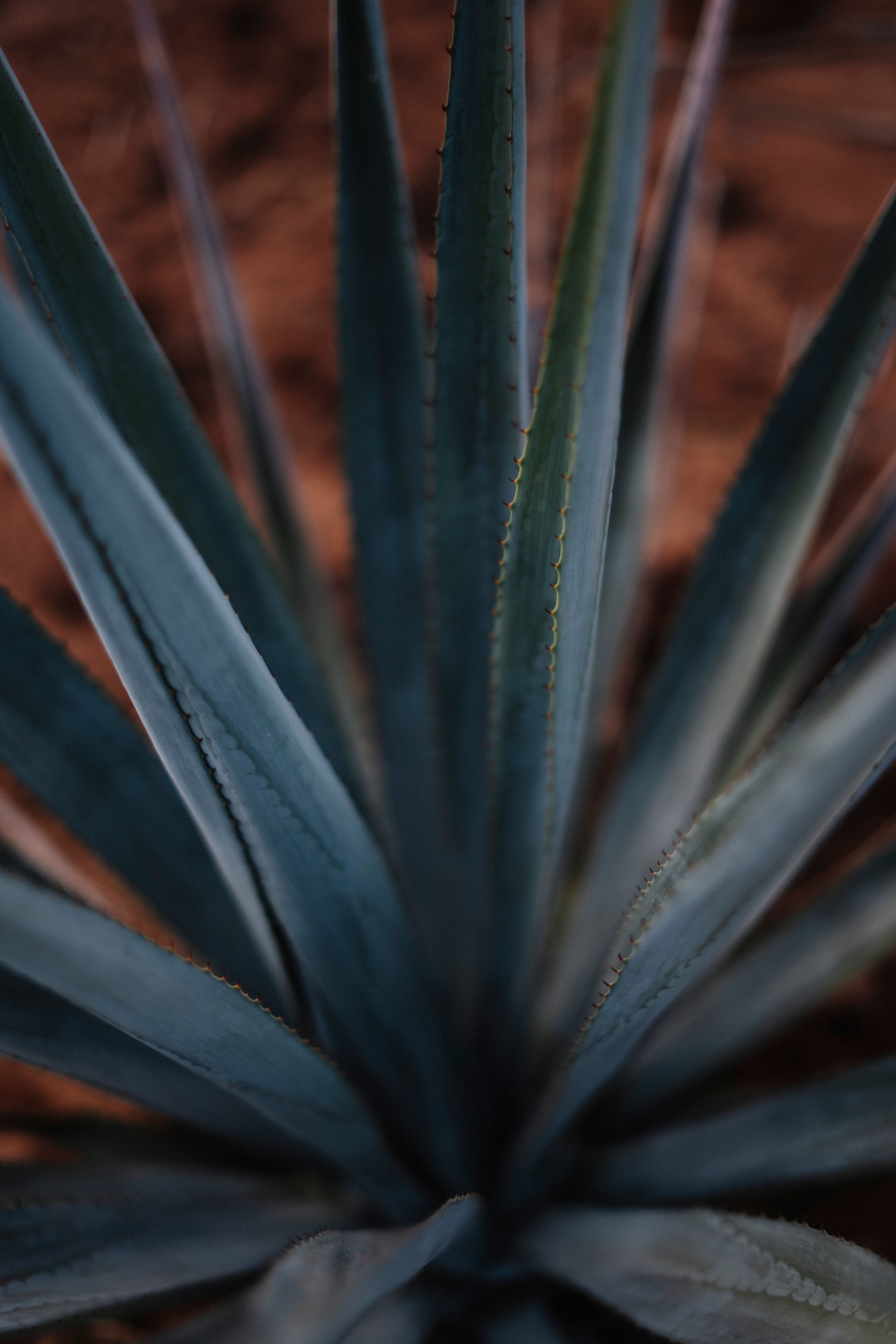Close-up of Agave Plant with Sharp Leaves · Free Stock Photo