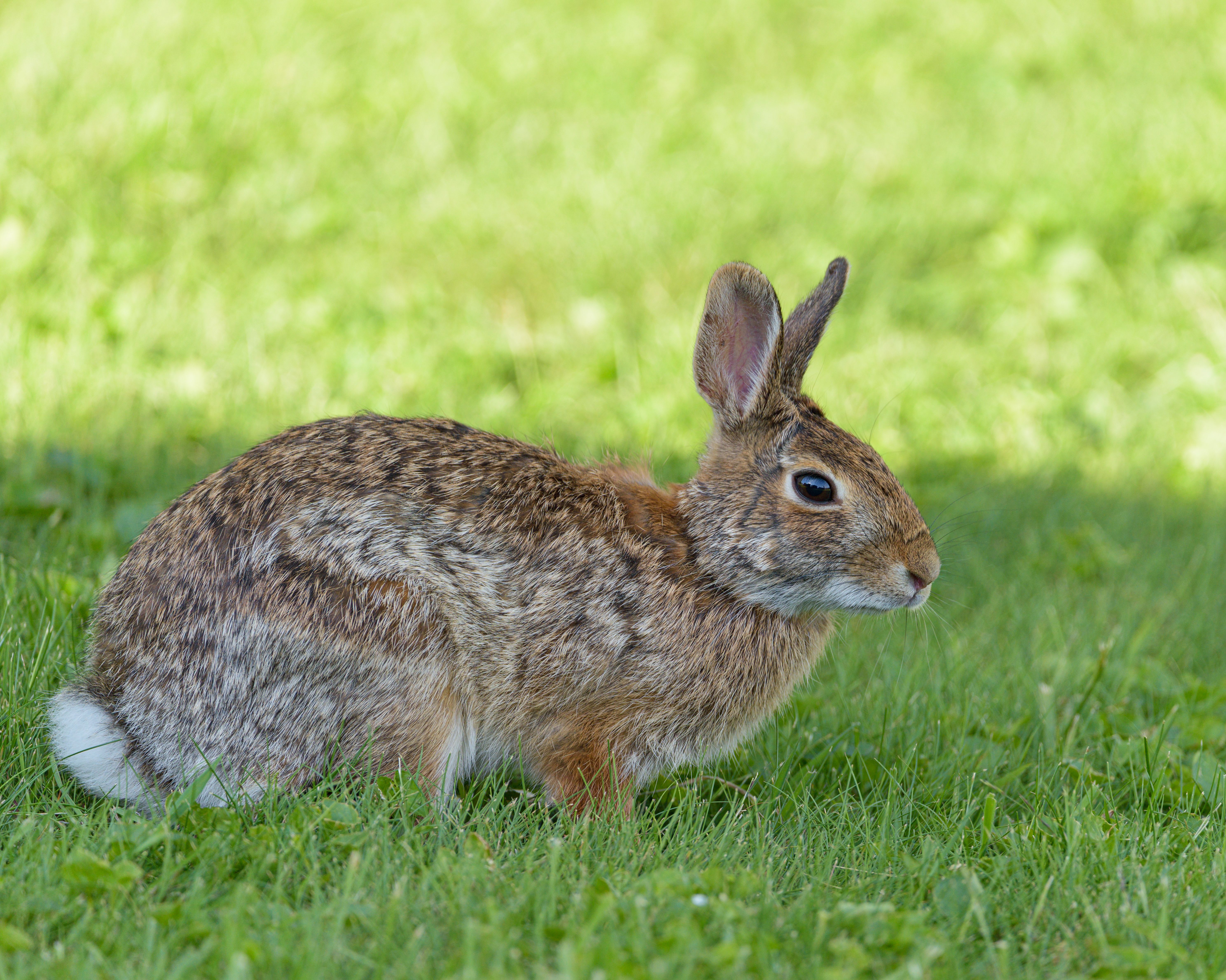 Wild Brown Rabbit in Lush Green Grass · Free Stock Photo