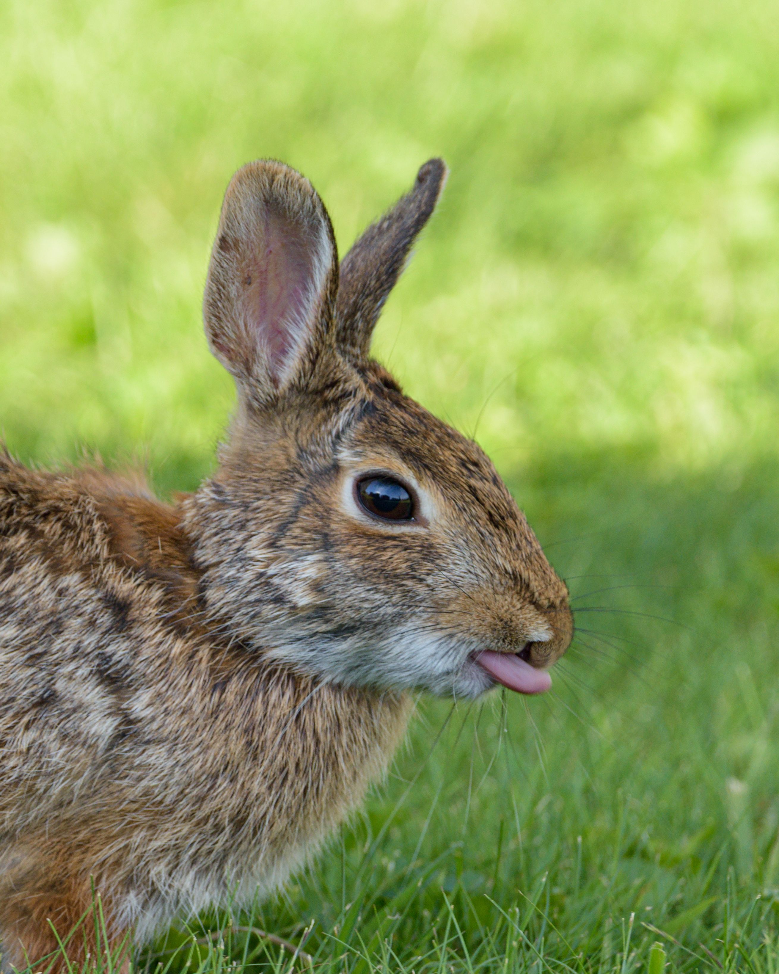 Close-up of Eastern Cottontail Rabbit on Grass · Free Stock Photo