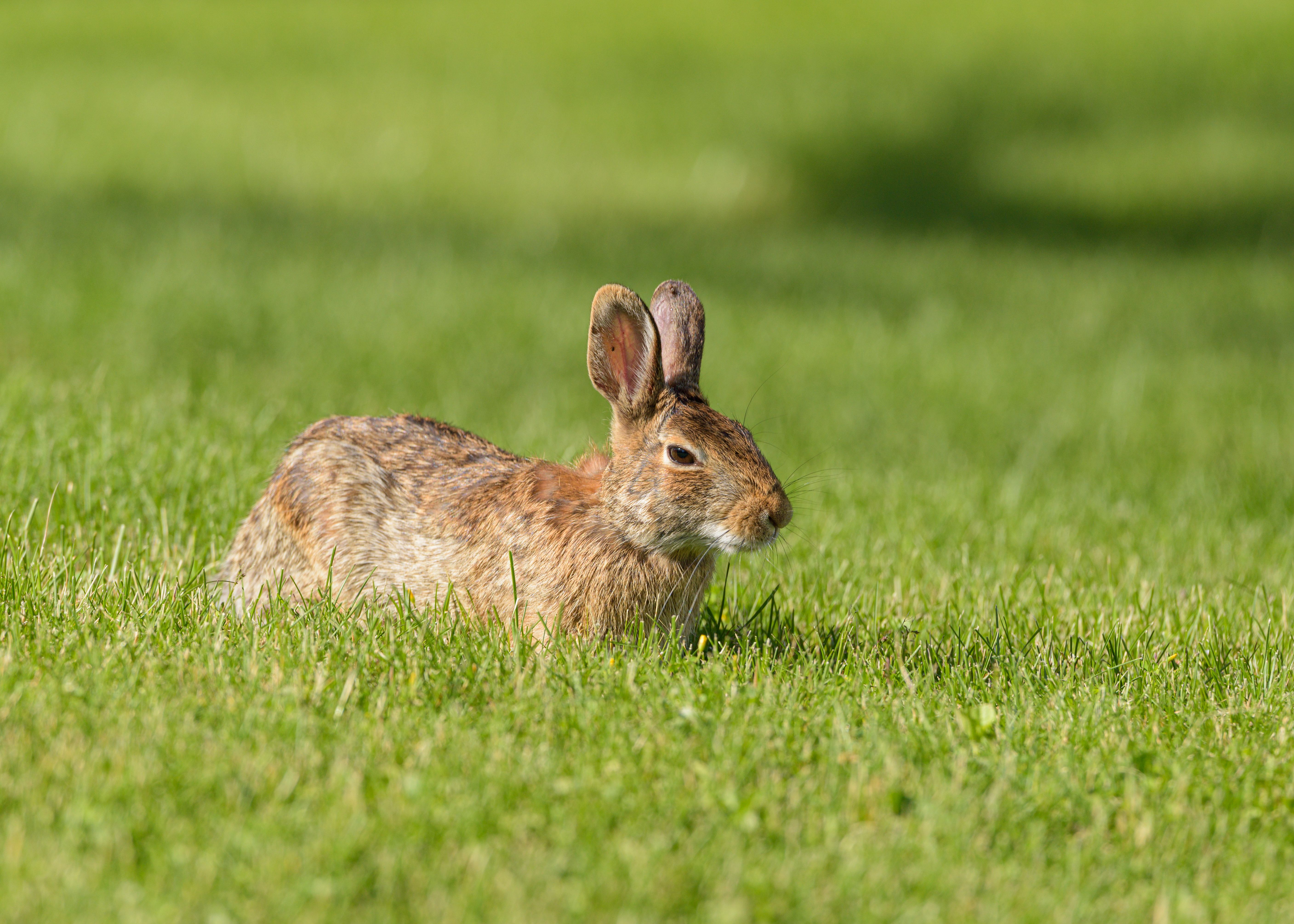Wild Rabbit Resting in Sunlit Green Grass · Free Stock Photo