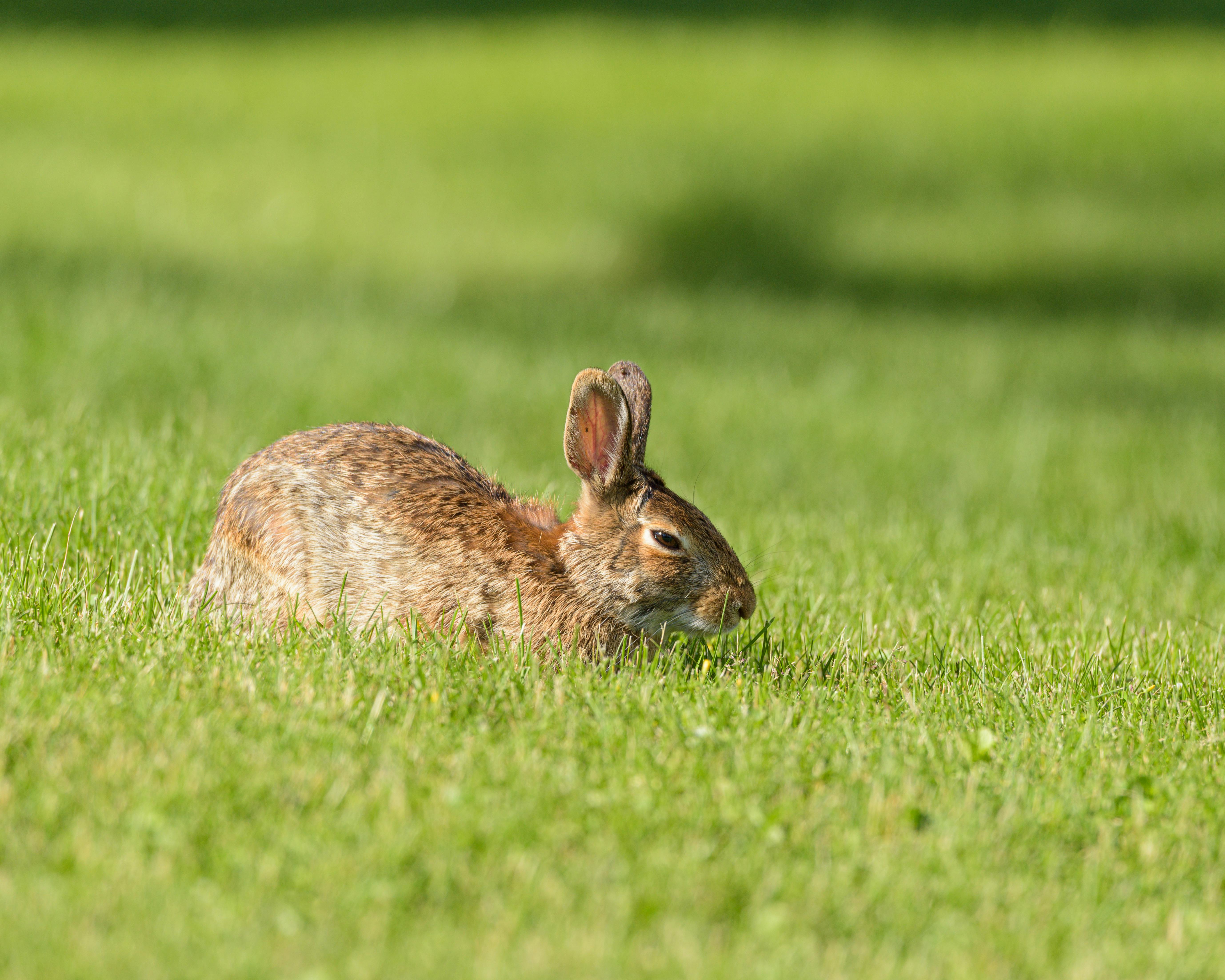 Animal Portrait Rabbit Photos, Download The BEST Free Animal Portrait ...