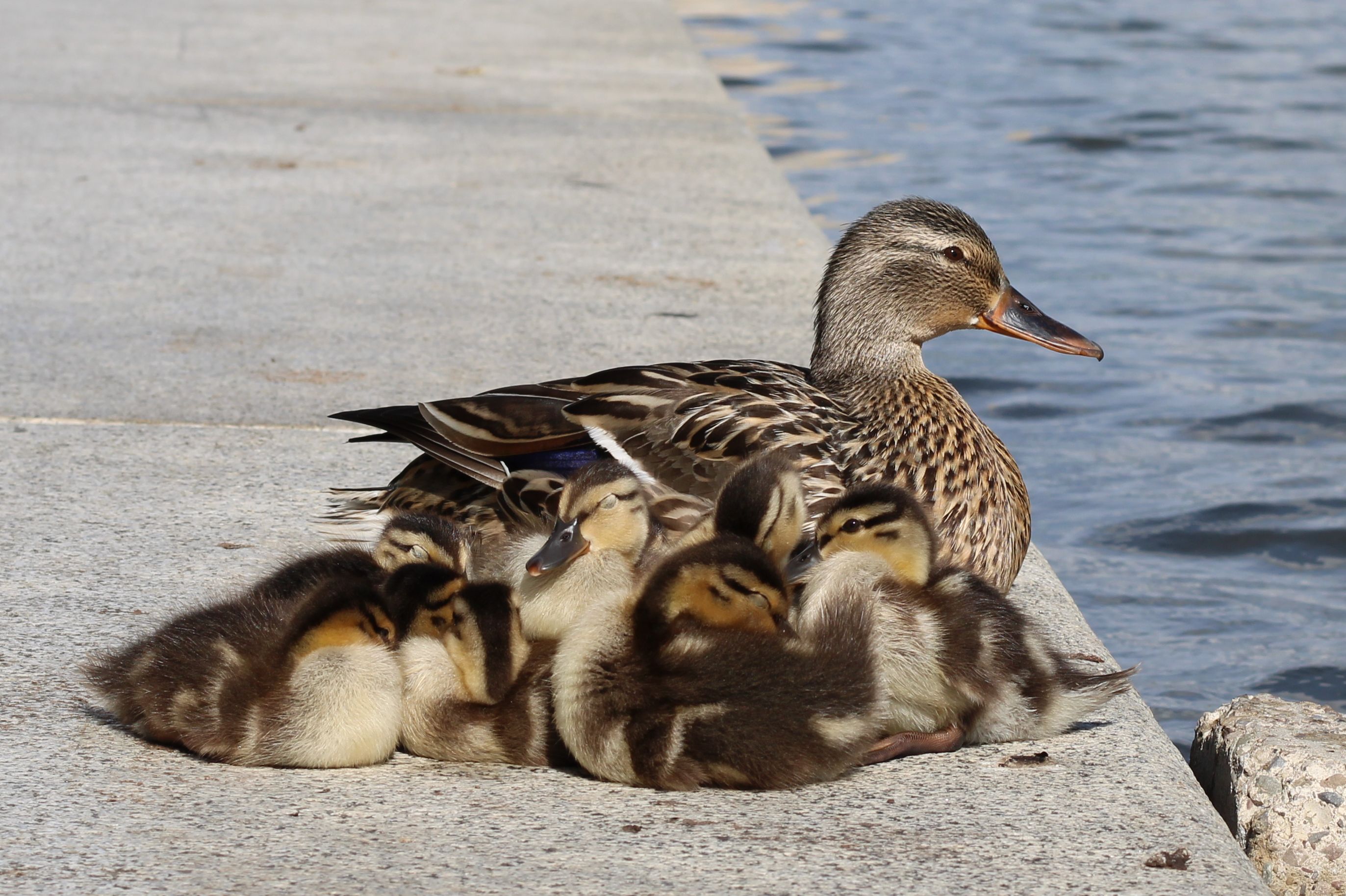 Animal Affection Photos, Download The BEST Free Animal Affection Stock ...
