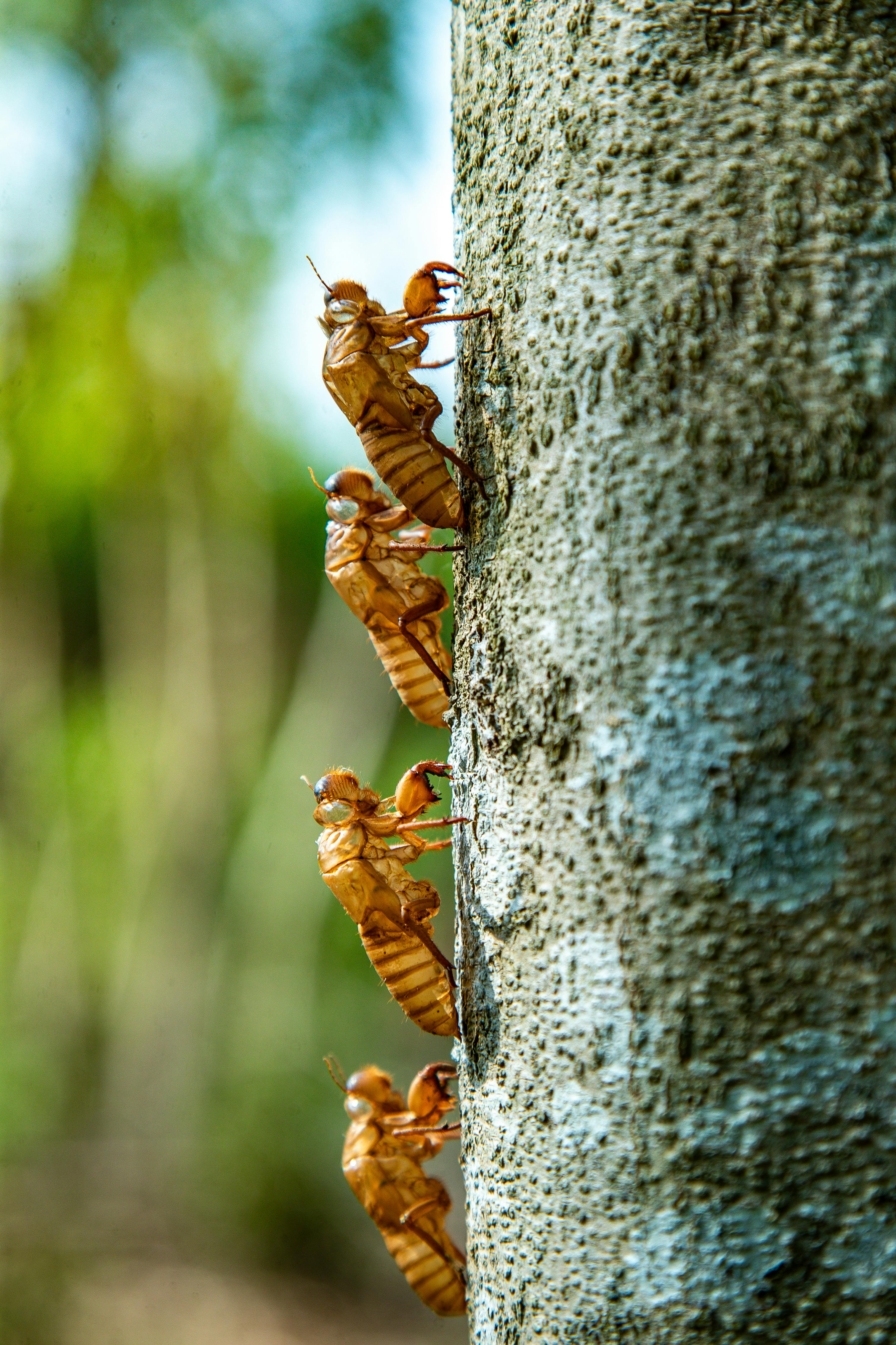 Cicada In Shell Photos, Download The BEST Free Cicada In Shell Stock ...