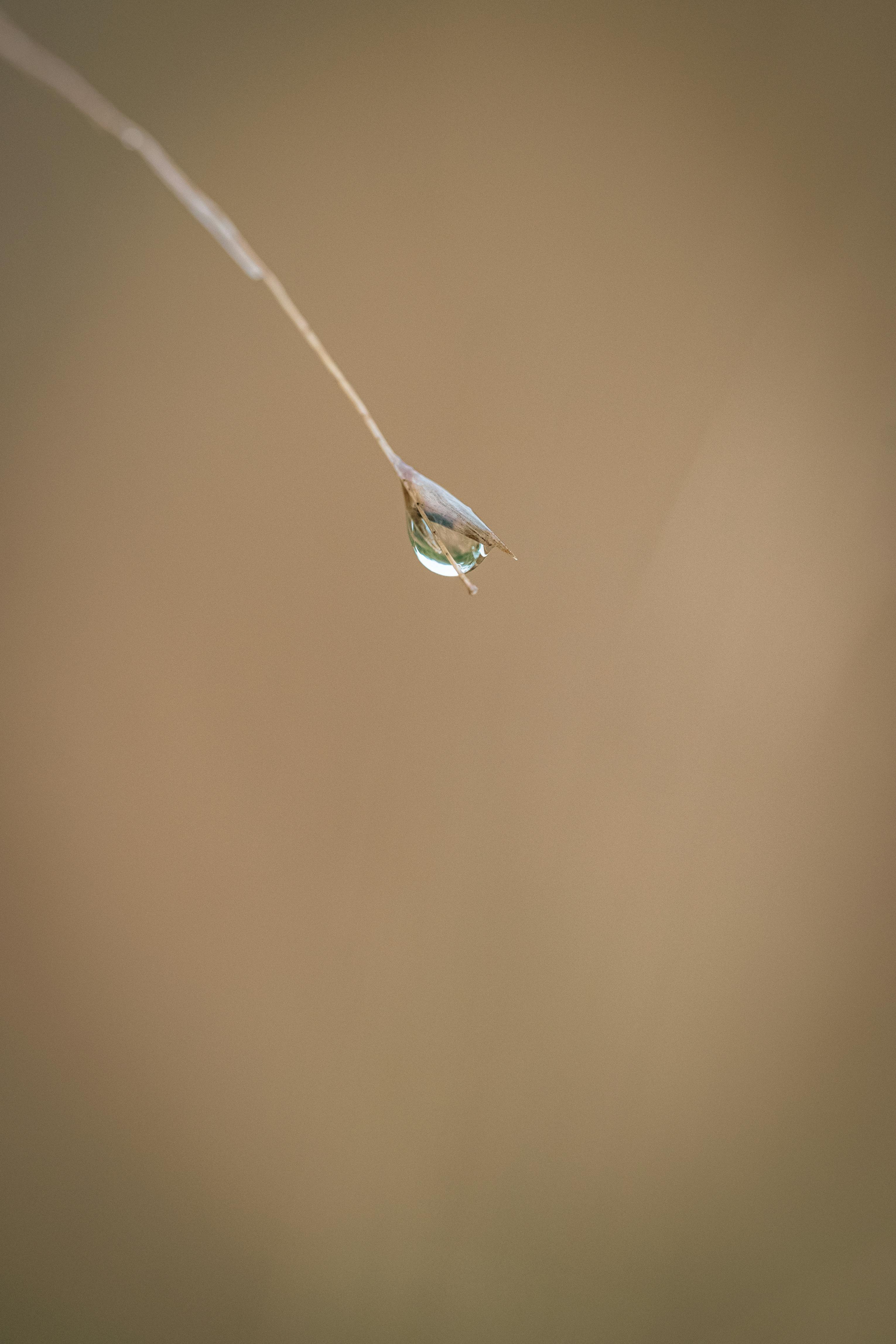 Drop Selskab Photos, Download The BEST Free Drop Selskab Stock Photos ...