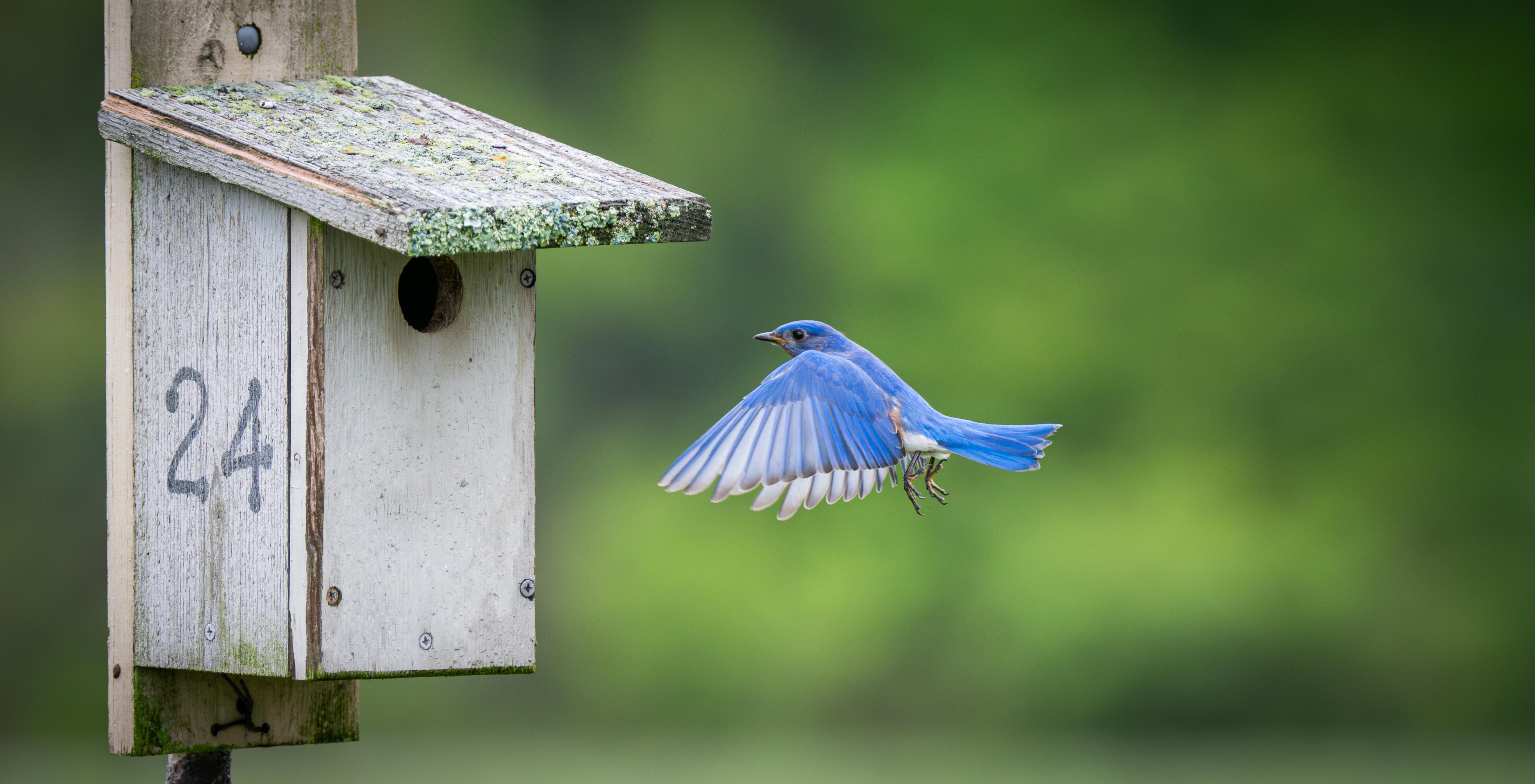 Eastern Bluebird Flying Near a Birdhouse · Free Stock Photo