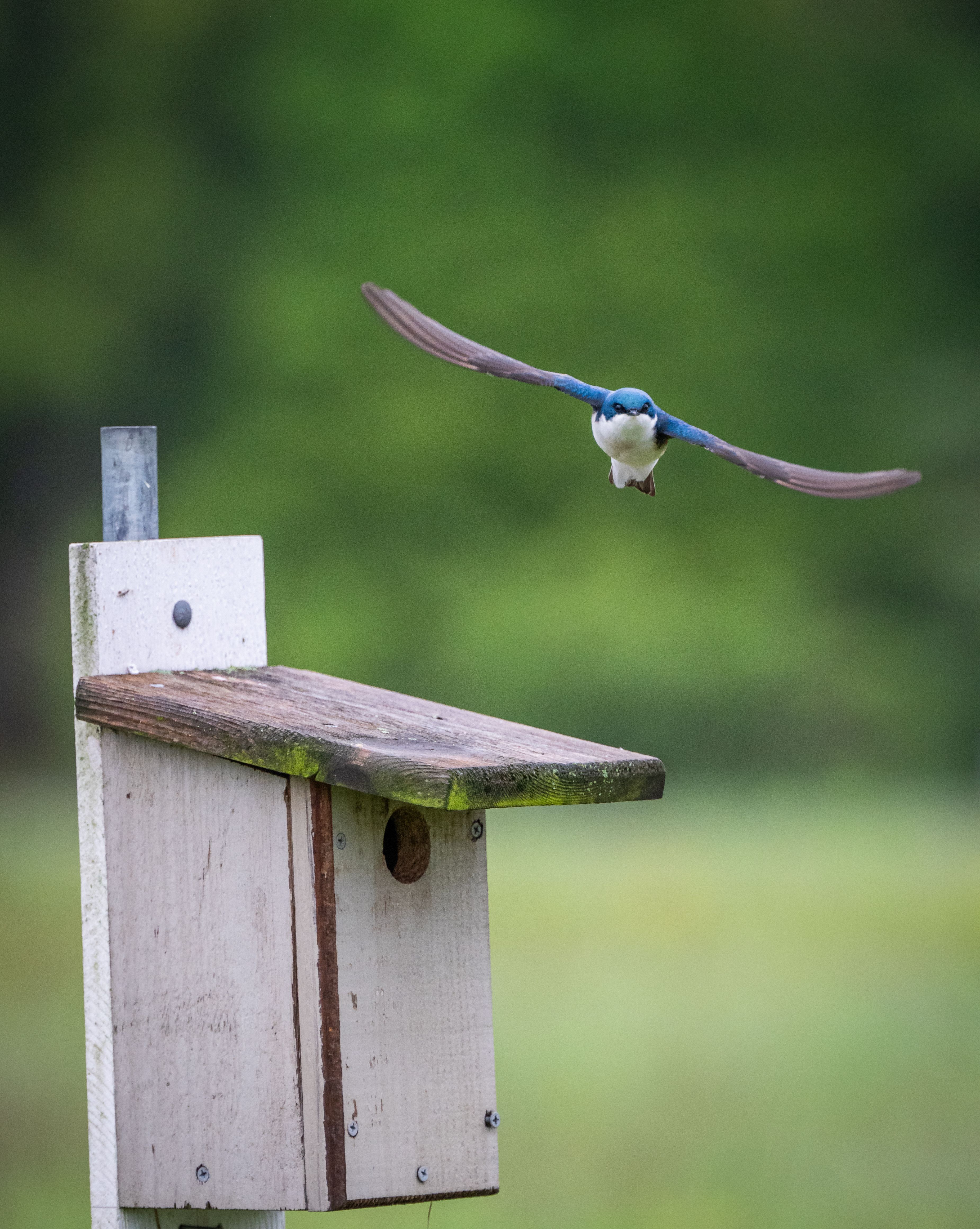 Tree Swallow Flying from Birdhouse in Spring · Free Stock Photo