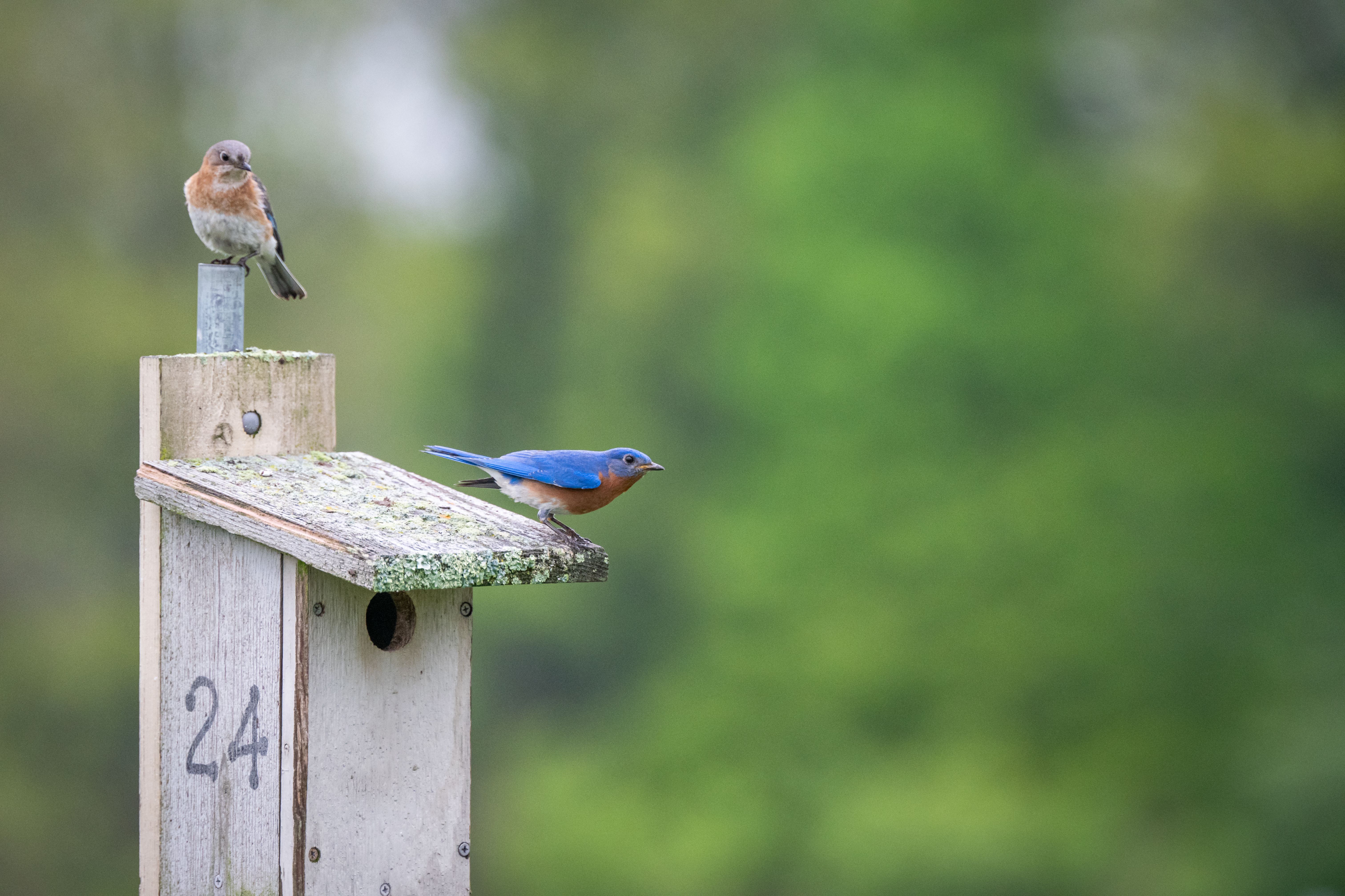 Eastern Bluebirds Perched on a Rustic Birdhouse · Free Stock Photo
