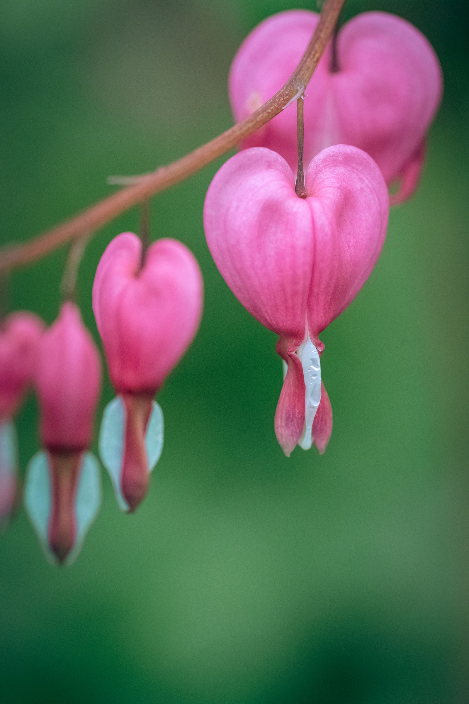 Heart Flower Designs Photos, Download The BEST Free Heart Flower ...