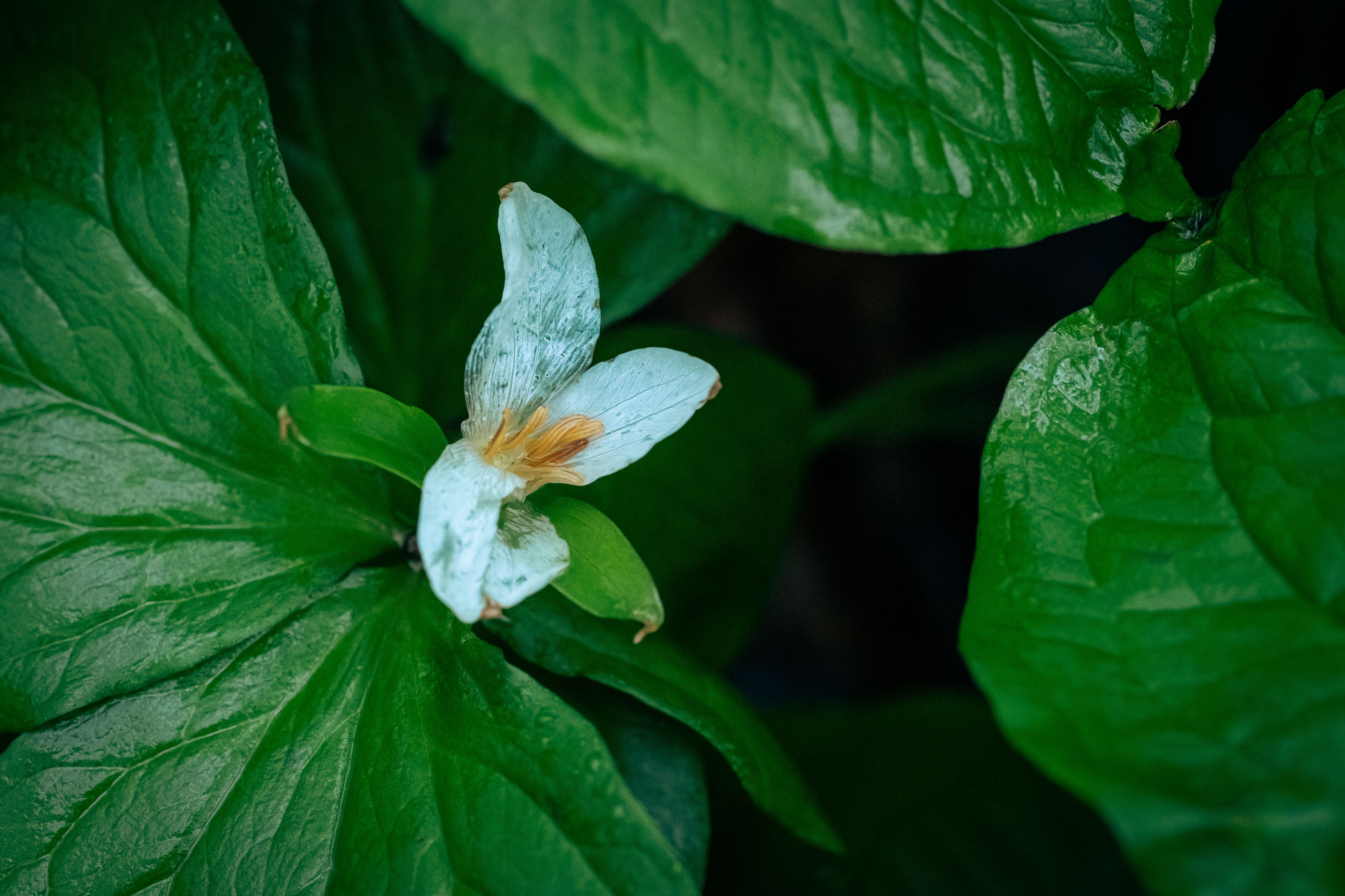 Close-Up of Trillium Grandiflorum Flower in Nature · Free Stock Photo