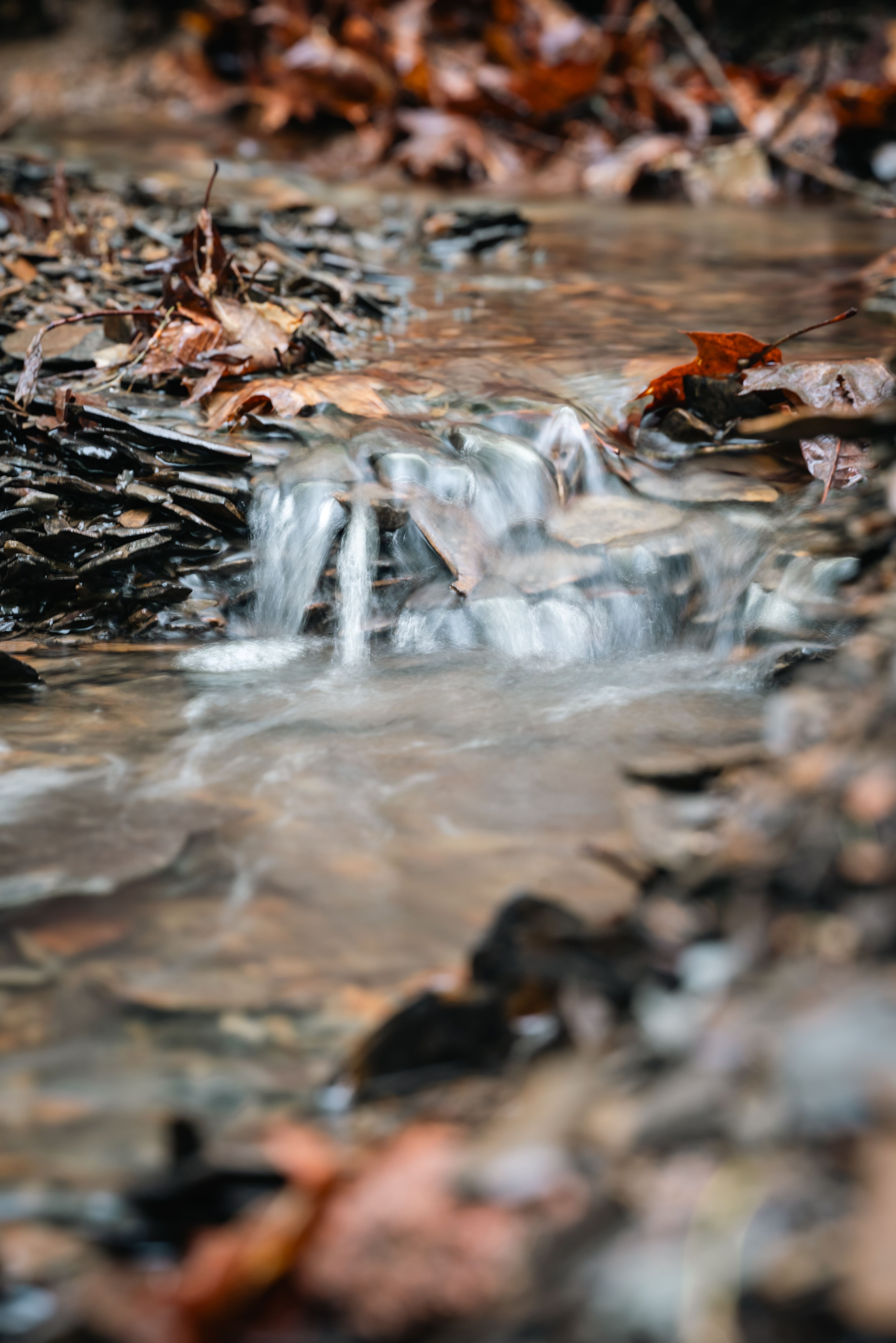 Plastic Bottle Pollution in Nature Stream · Free Stock Photo