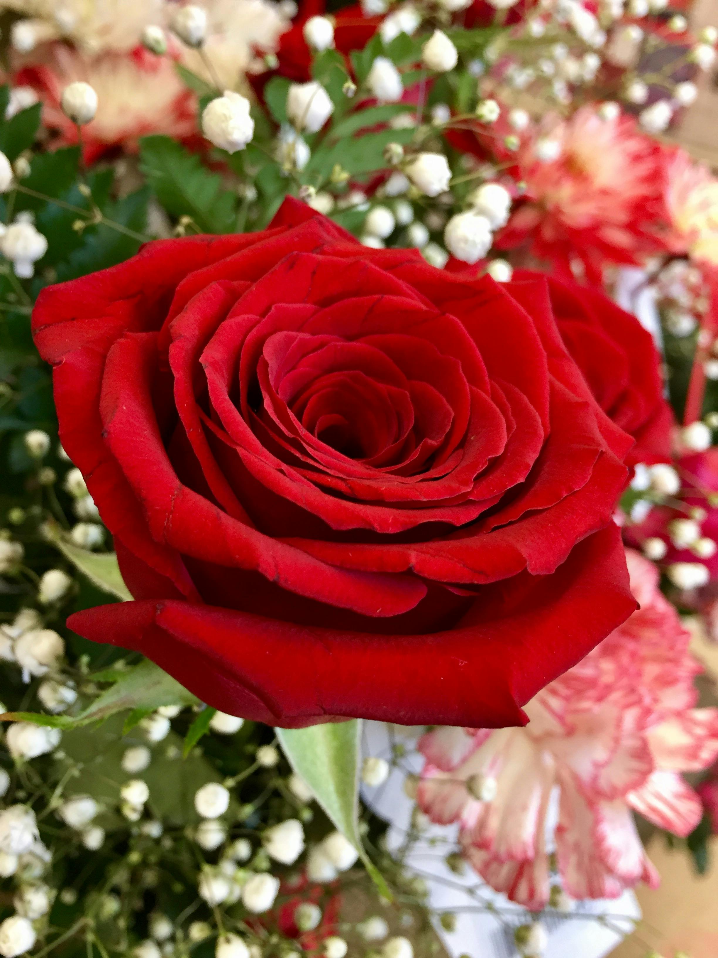 Free stock photo of bloom, blossom, close