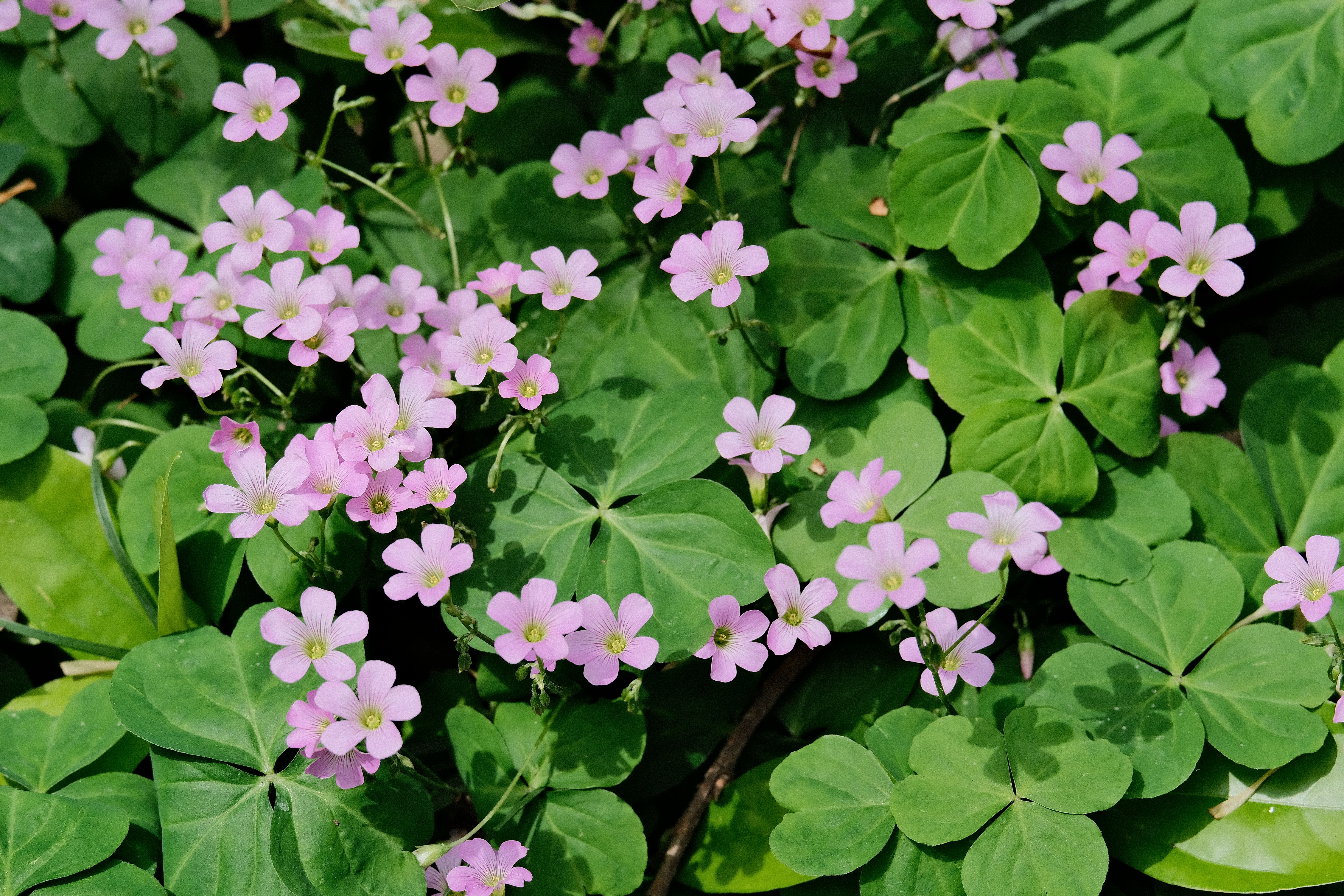 Vibrant Pink Wood Sorrel Flowers in Bloom · Free Stock Photo