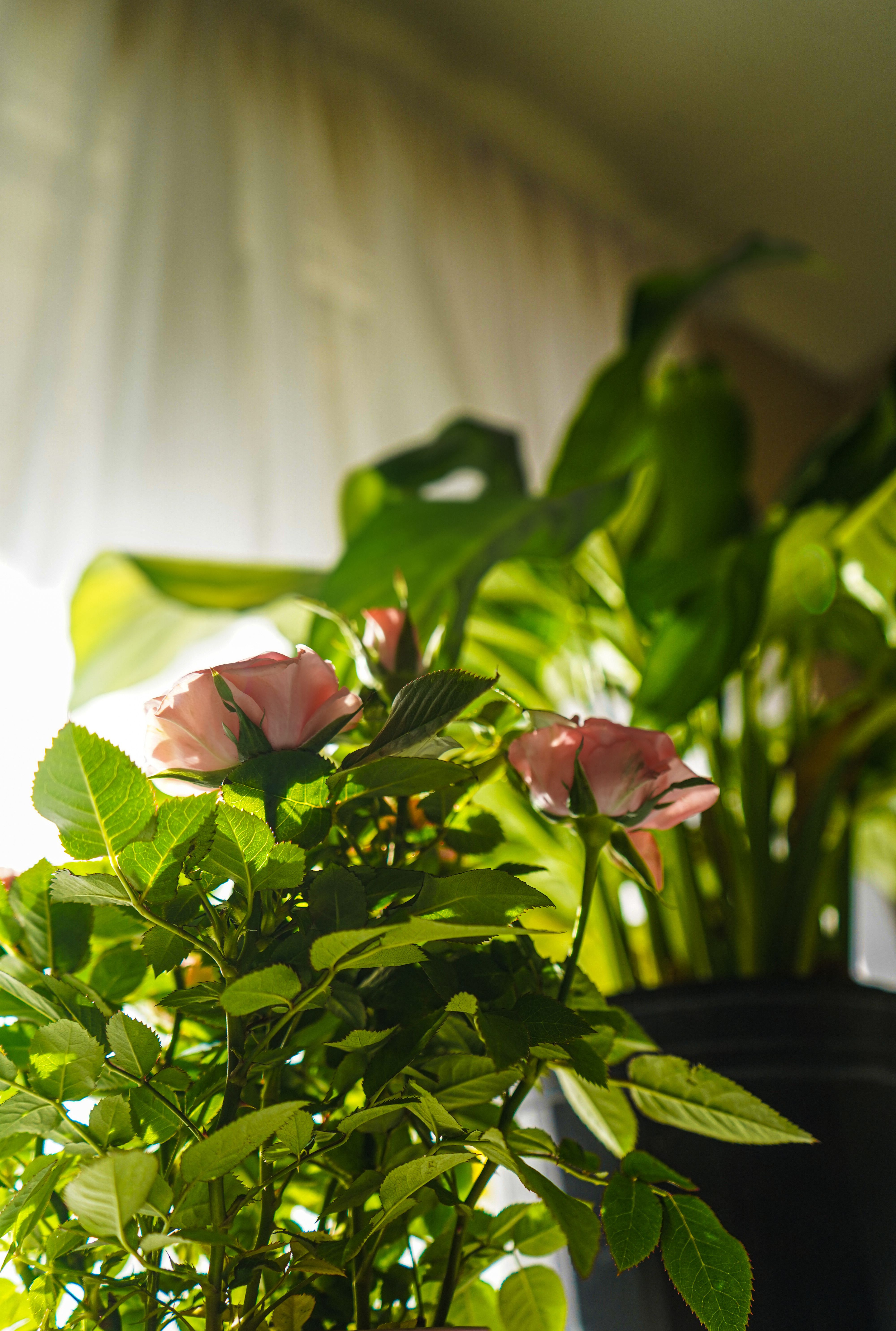 Vibrant Indoor Pink Roses in Natural Light · Free Stock Photo