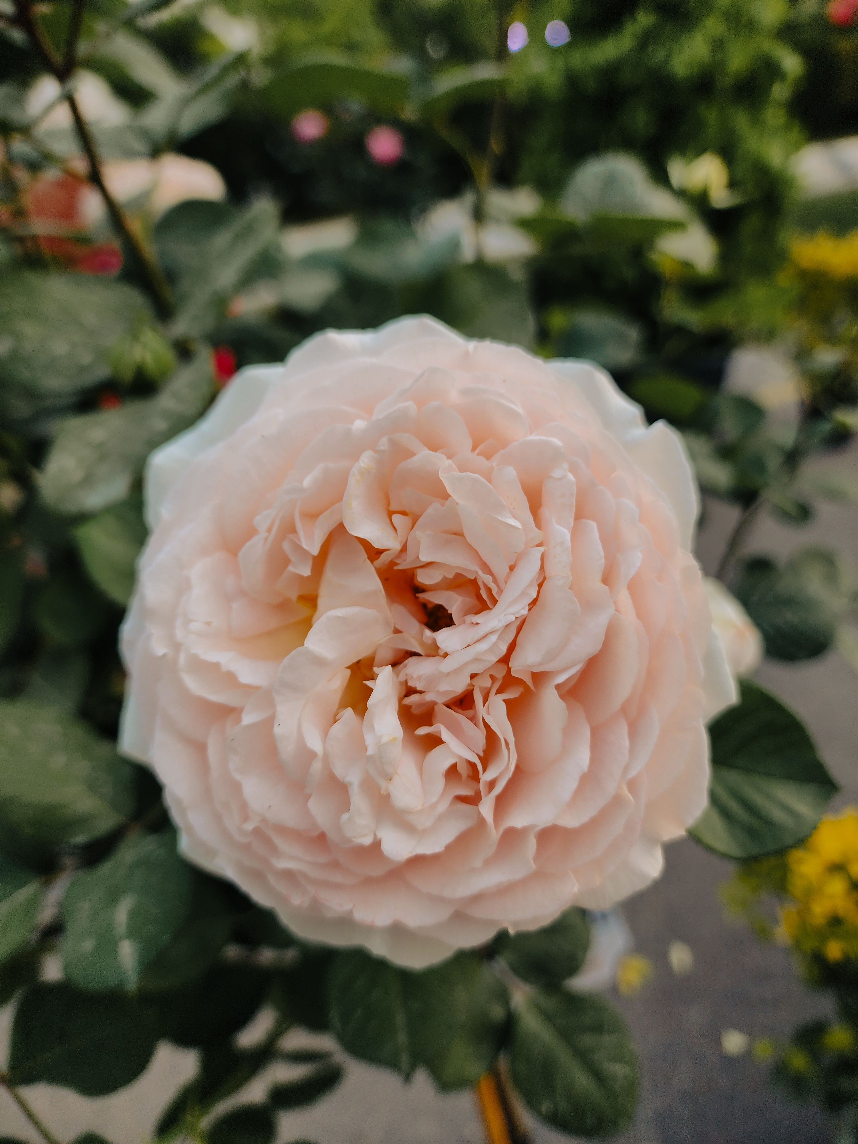Perspective Photography Flowers Or Gardens Photos, Download The BEST ...