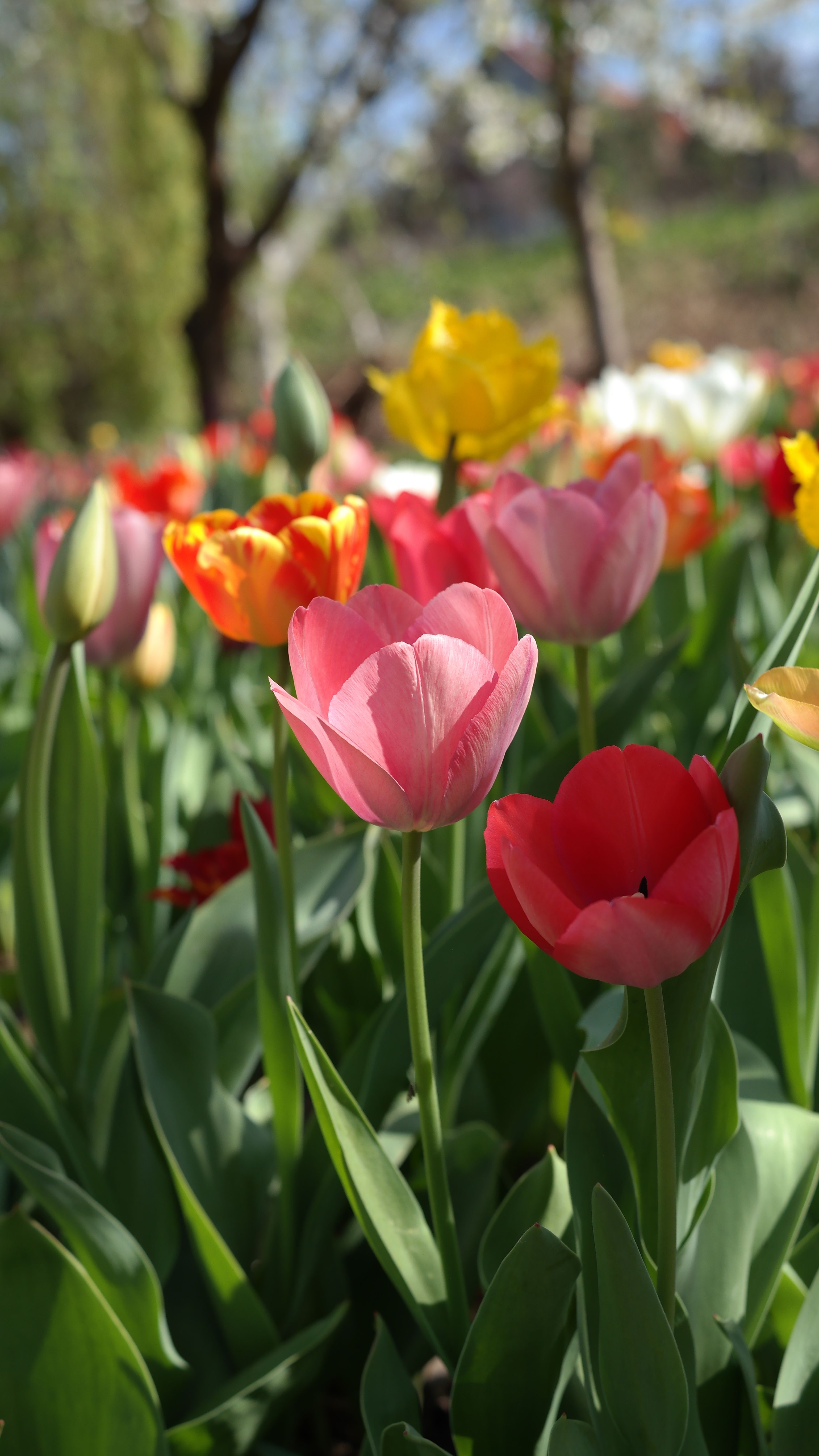 Vibrant Spring Tulips Blooming Outdoors · Free Stock Photo