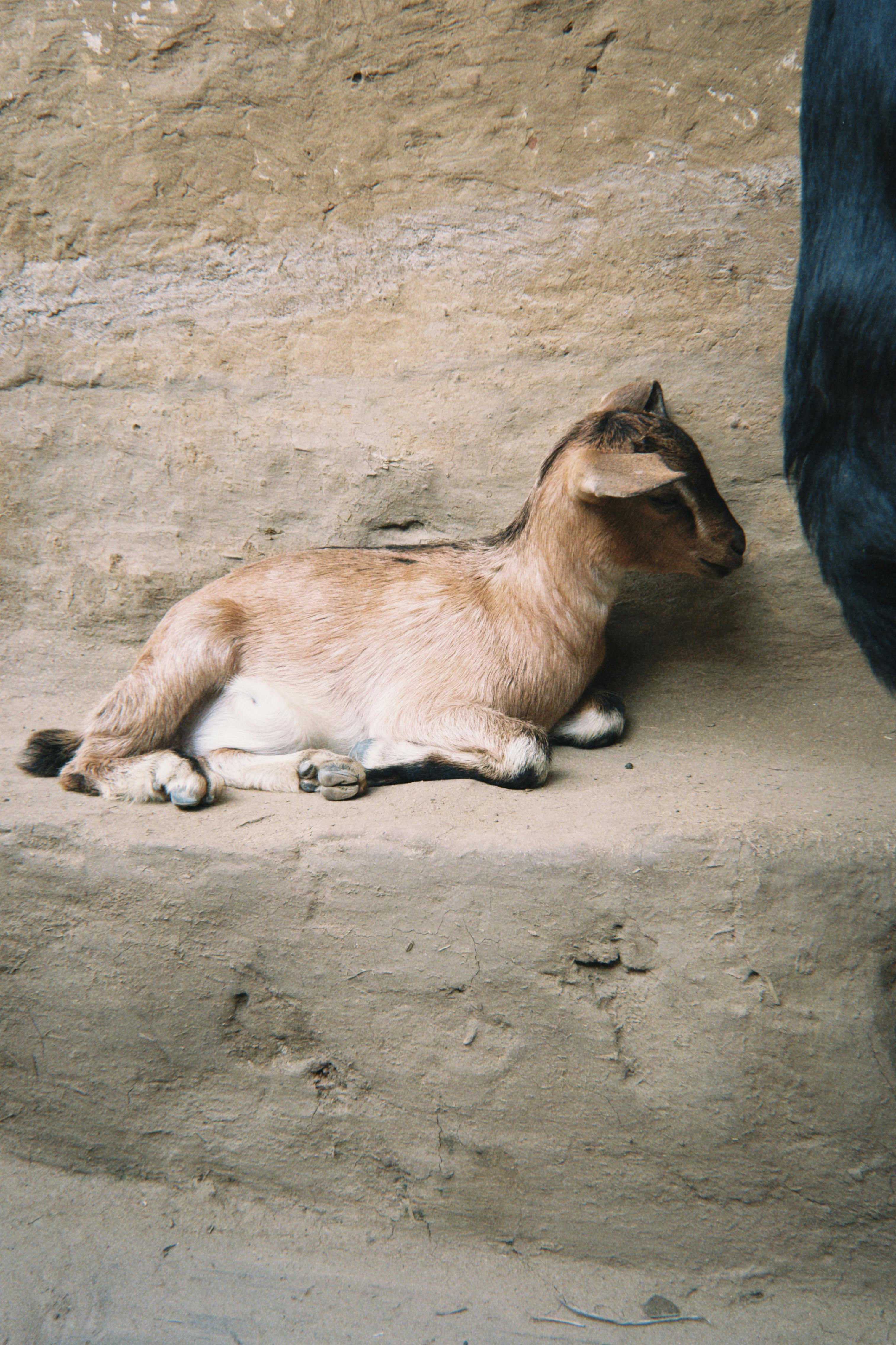 Adorable Baby Goat Resting on Rustic Steps · Free Stock Photo
