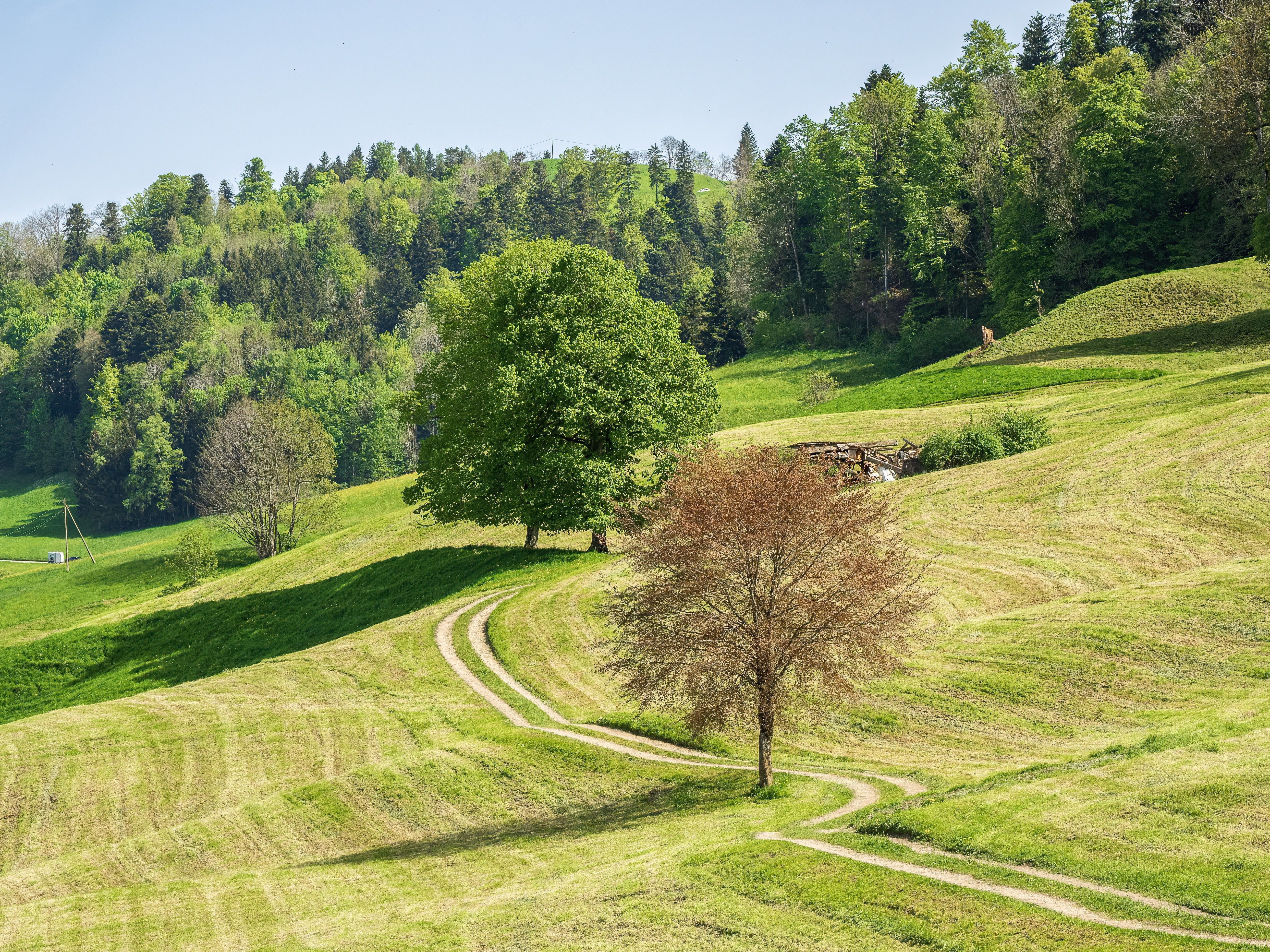 Scenic Green Hills with Trees and Pathway · Free Stock Photo