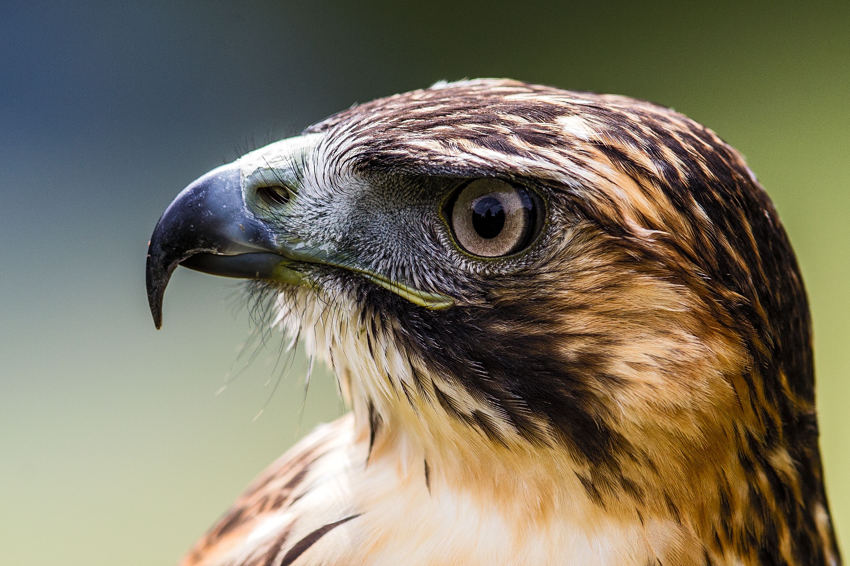 Raptor Photos, Download The BEST Free Raptor Stock Photos & HD Images