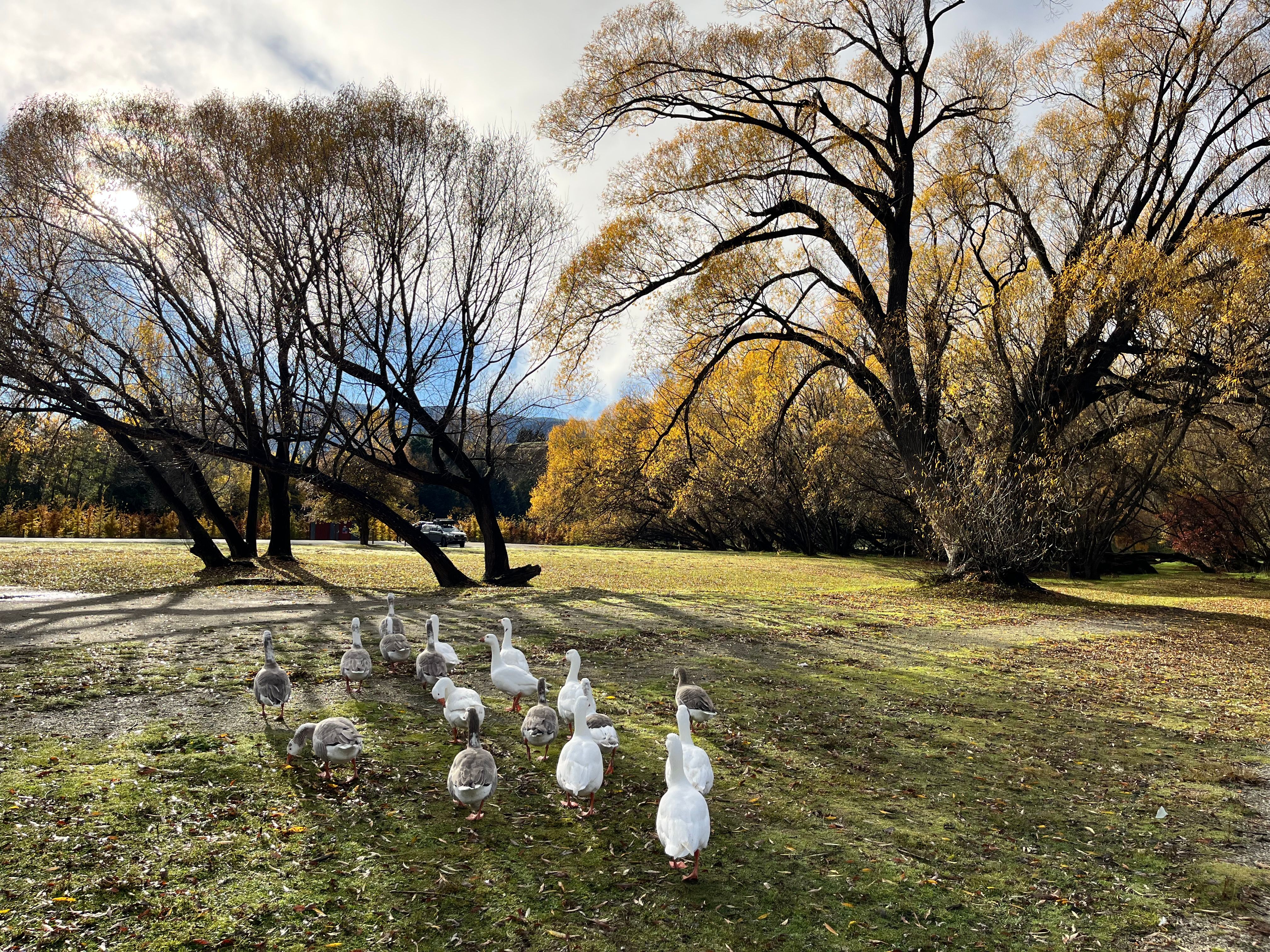 Idyllic Park Scene with Geese and Autumn Trees · Free Stock Photo