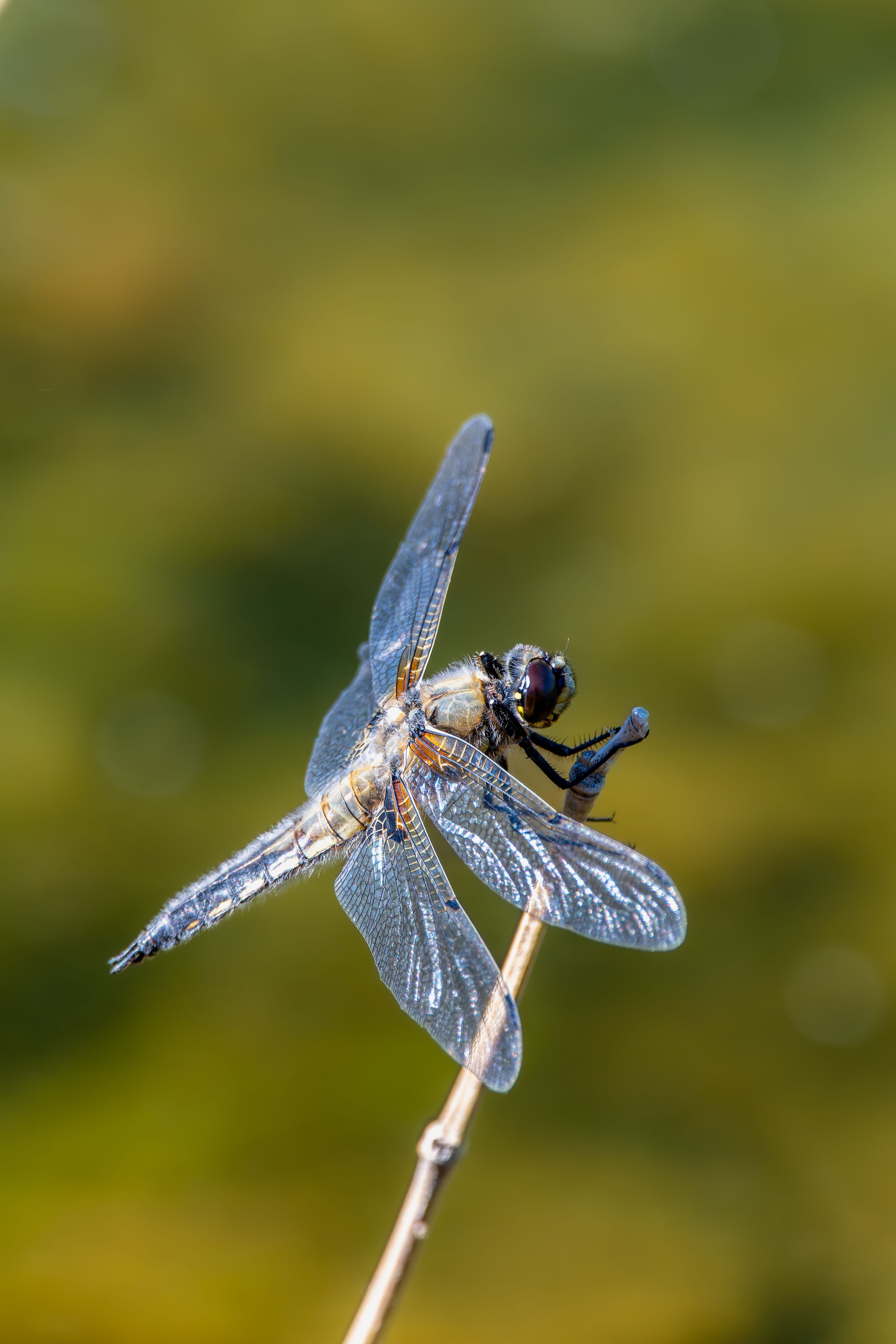 Close-Up of a Dragonfly Perched on a Twig · Free Stock Photo
